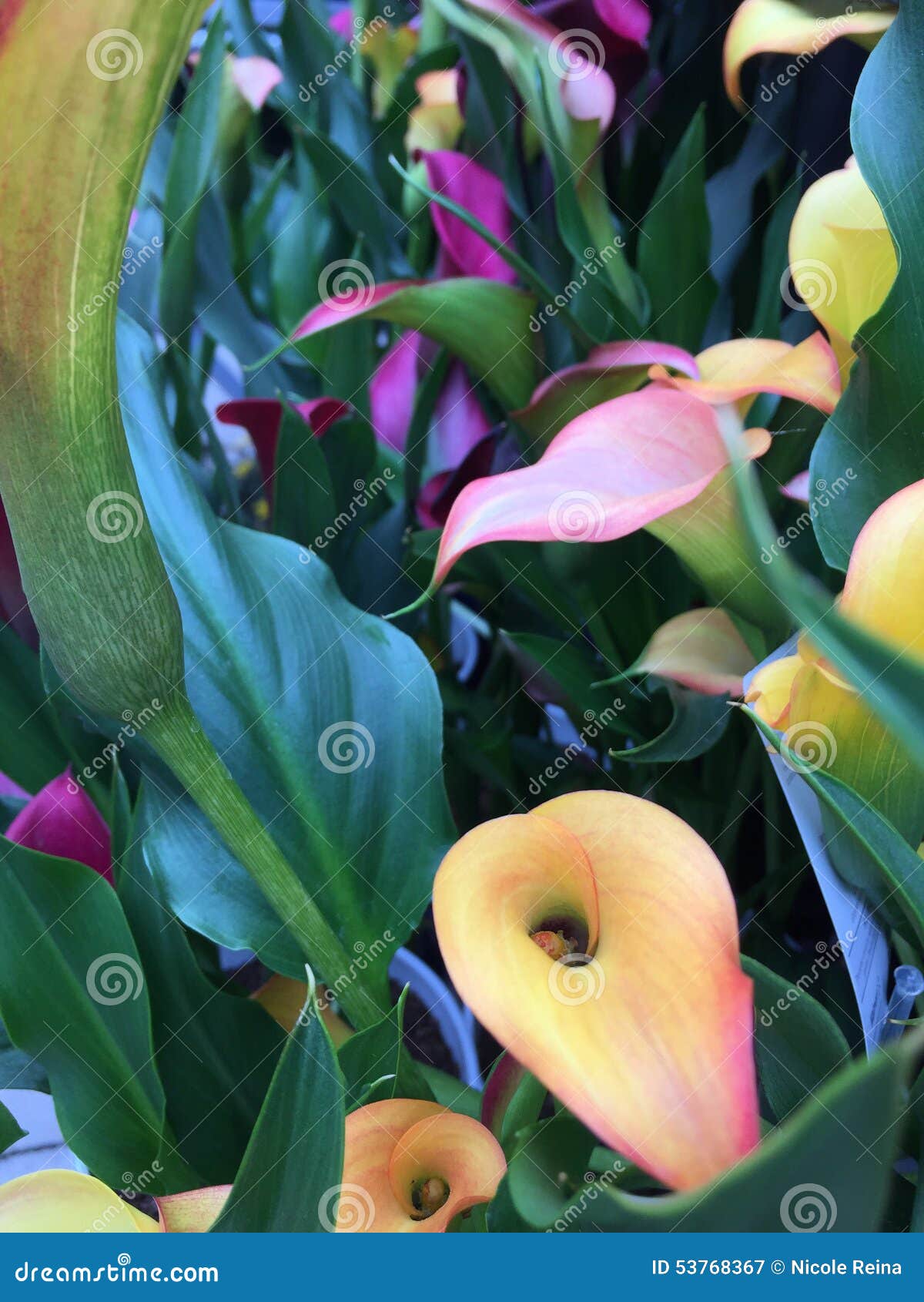 Colored Calla Lilies stock image. Image of flower, pink - 53768367