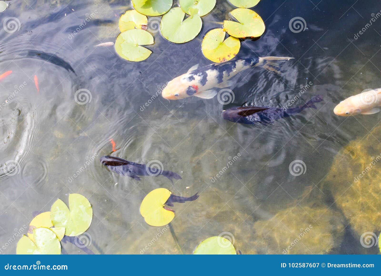 Colored carp in the pond stock image. Image of goldfish - 102587607