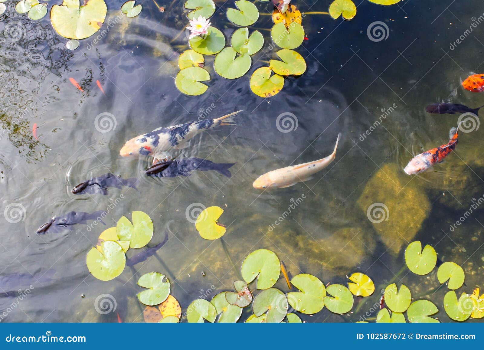 Colored carp in the pond stock photo. Image of fresh - 102587672