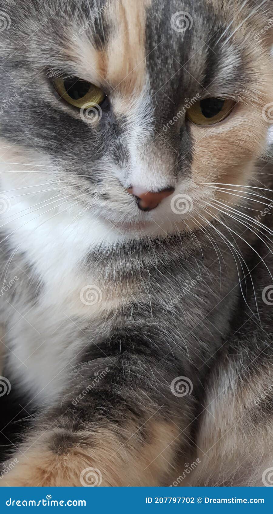 3 colored cat stock photo. Image of minttu1, whiskers - 207797702