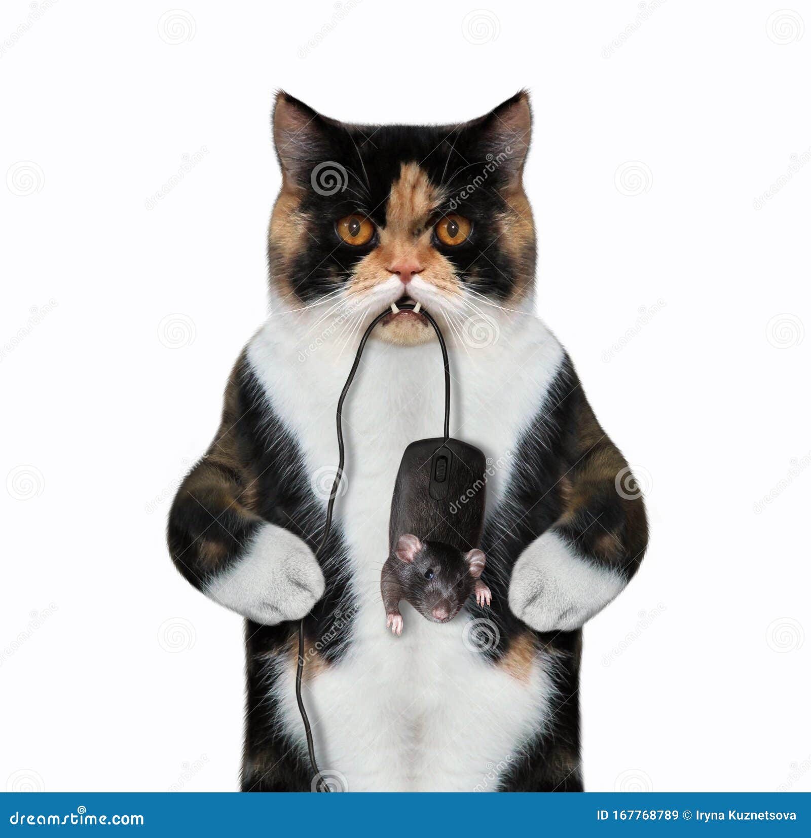 Cat Caught Computer Mouse 2 Stock Image - Image of feed, fantasy: 167768789