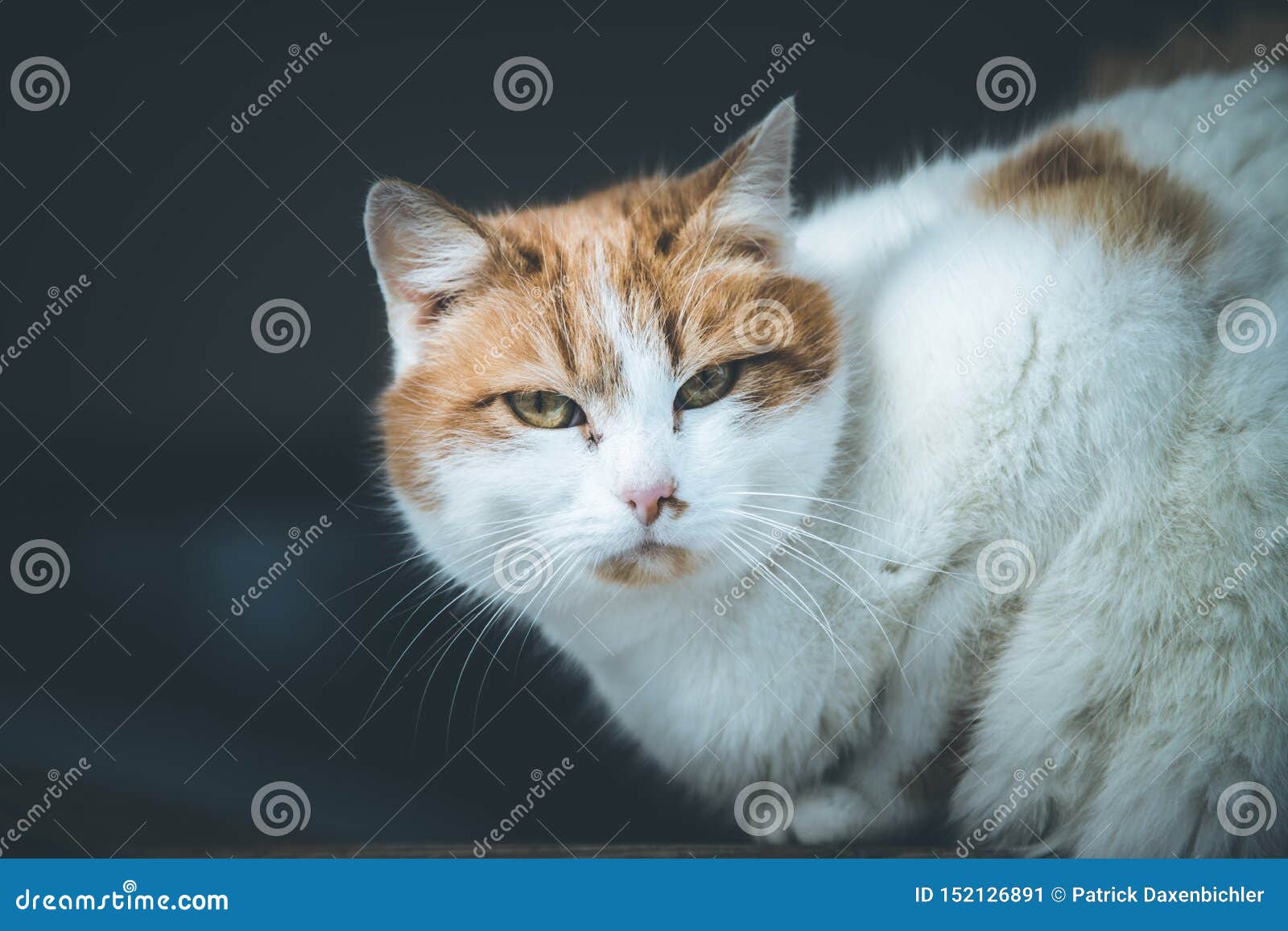 Colored Cat is Sitting Outside, Looking in the Camera Stock Image ...