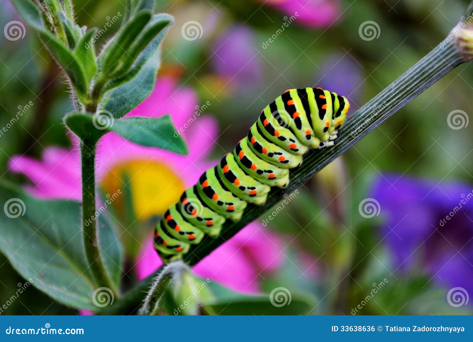 Colored Caterpillar on Grass Stock Photo - Image of beauty, world: 33638636