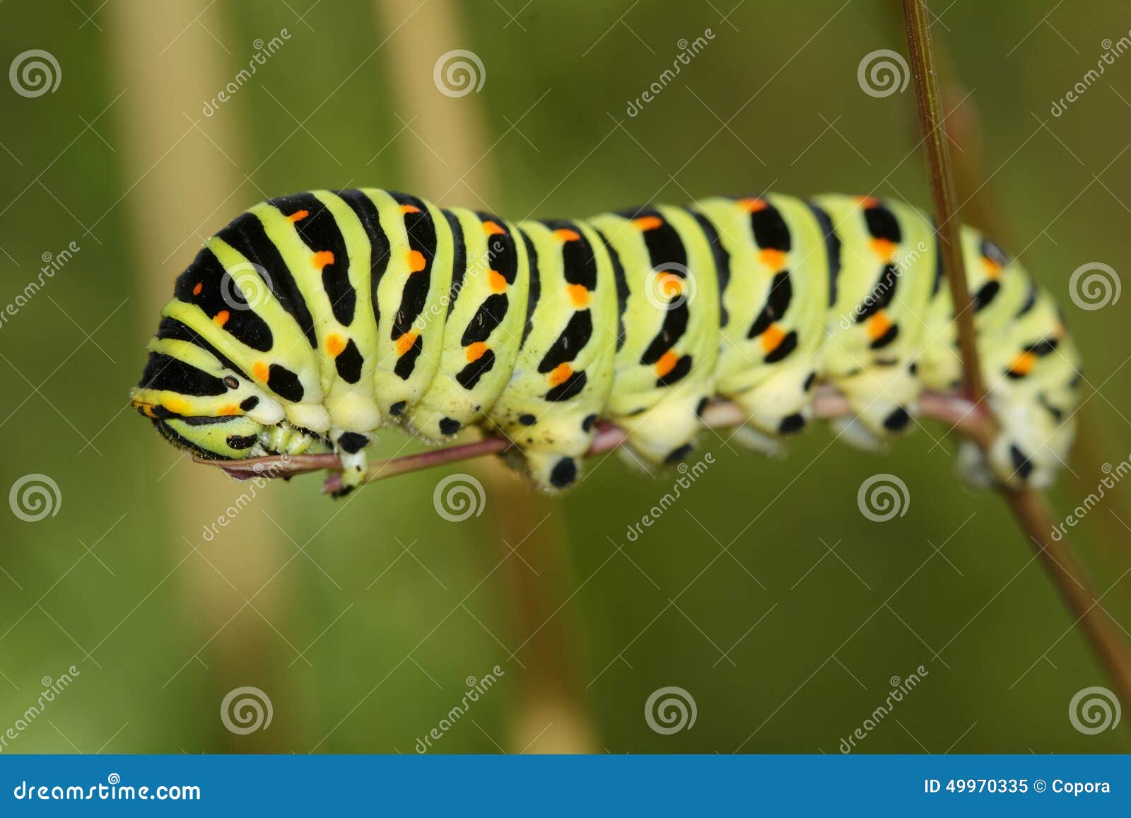 Colored caterpillar stock image. Image of wild, garden - 49970335