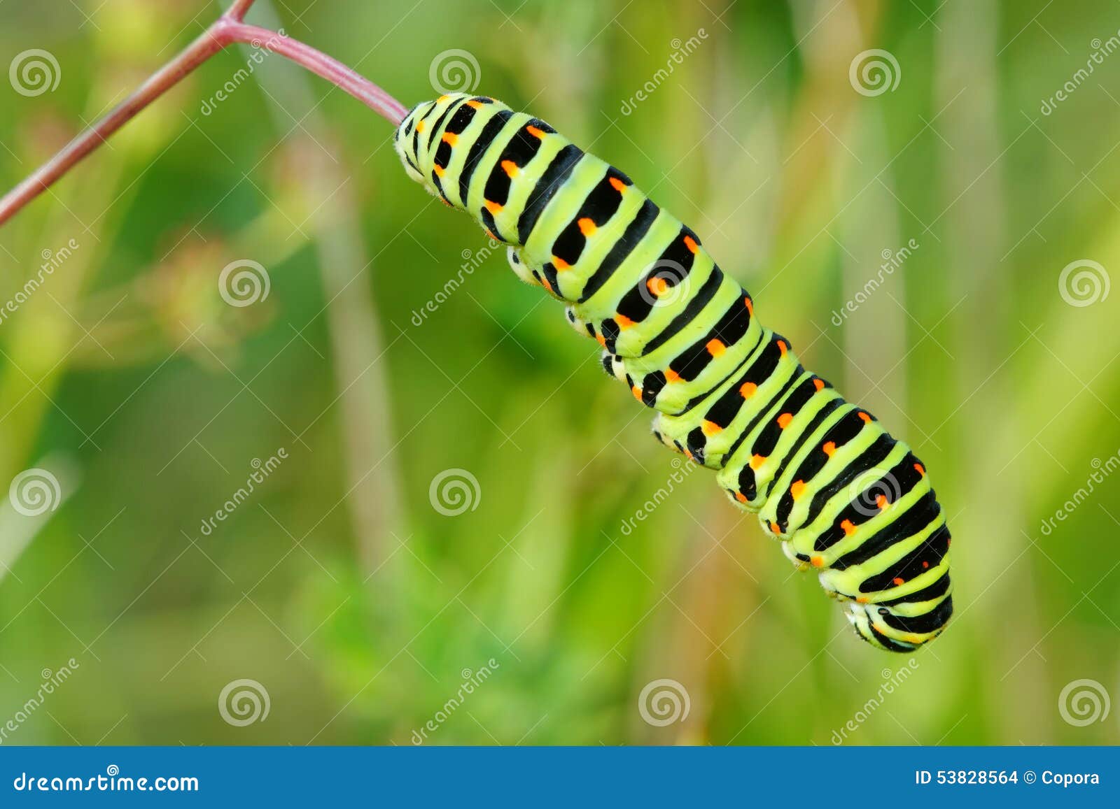 Colored caterpillar stock photo. Image of papilio, closeup - 53828564