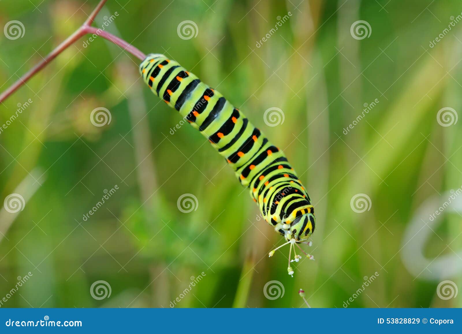 Colored caterpillar stock image. Image of nature, lepidoptera - 53828829