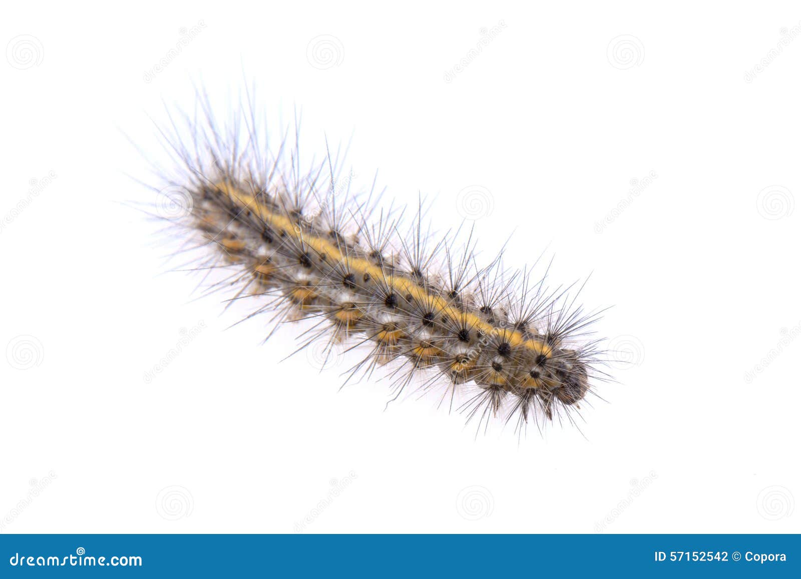 Colored Caterpillar on a White Background Stock Photo - Image of ...