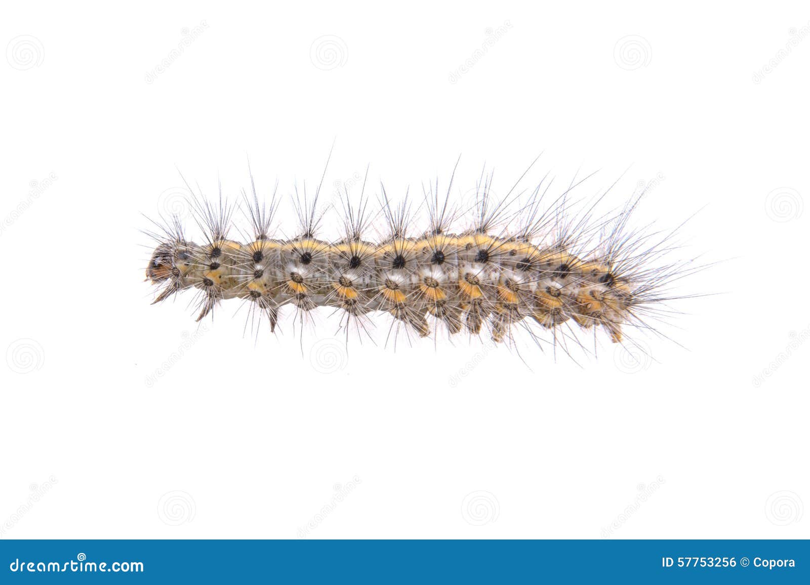 Colored Caterpillar on a White Background Stock Photo - Image of ...