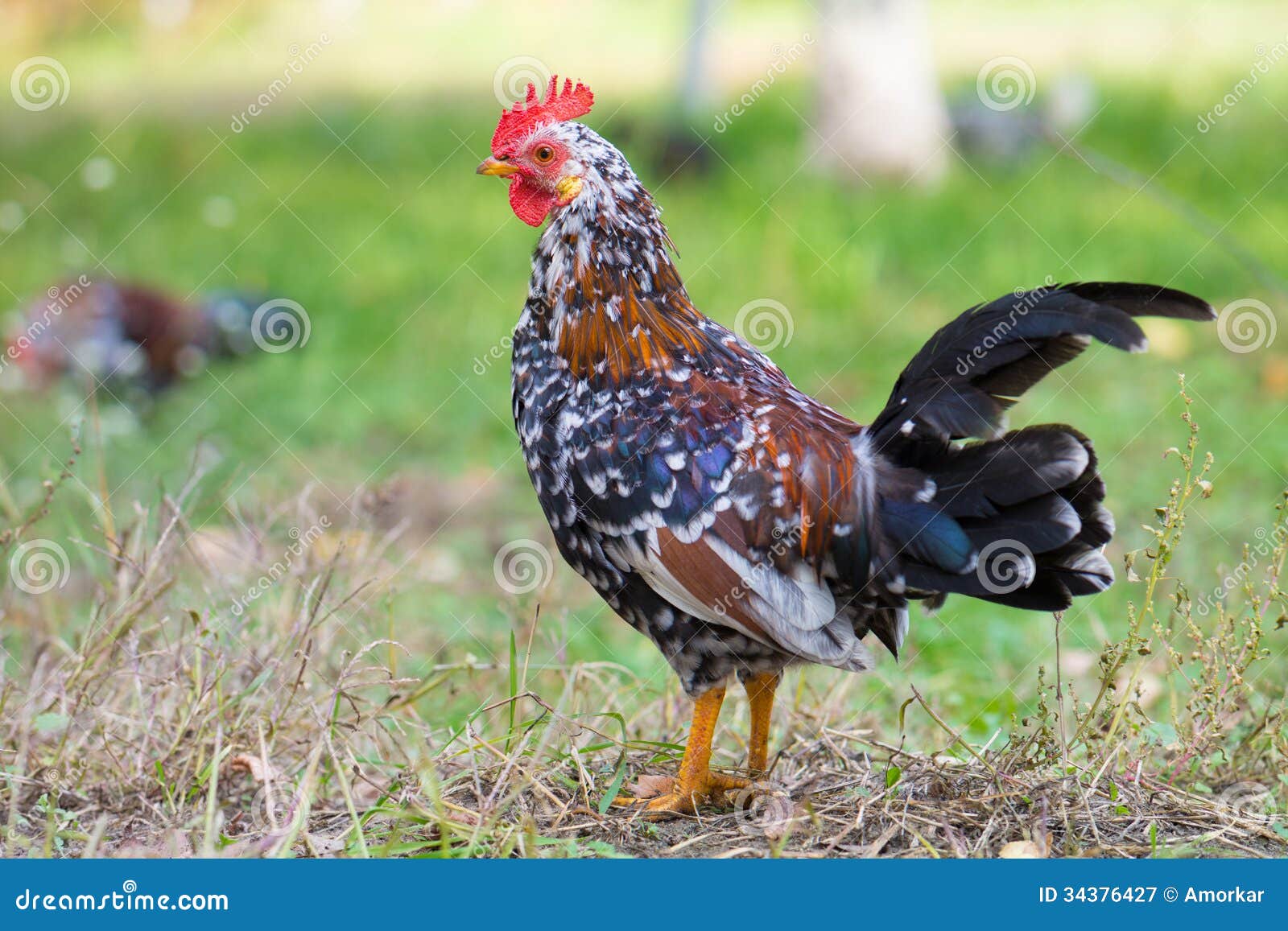 Colored chickens stock image. Image of rural, beauty - 34376427