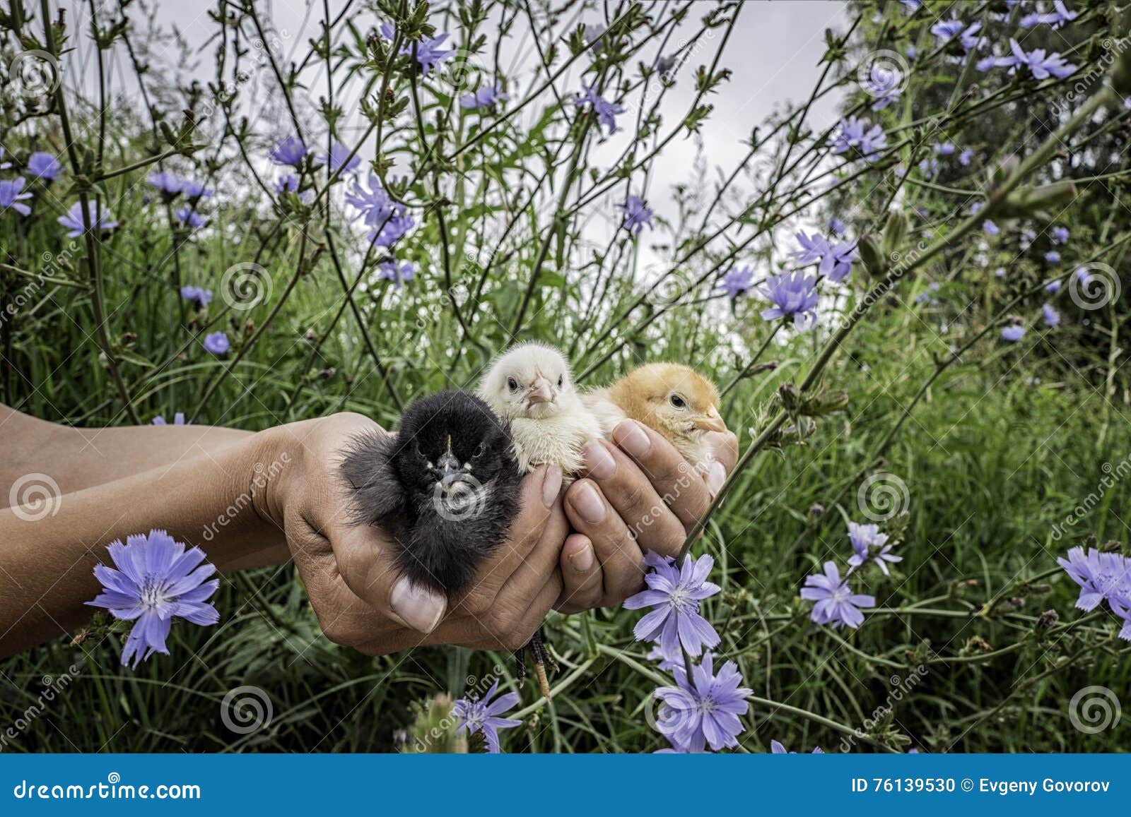 Colored Chickens in Human S Hands Stock Photo - Image of small, field ...