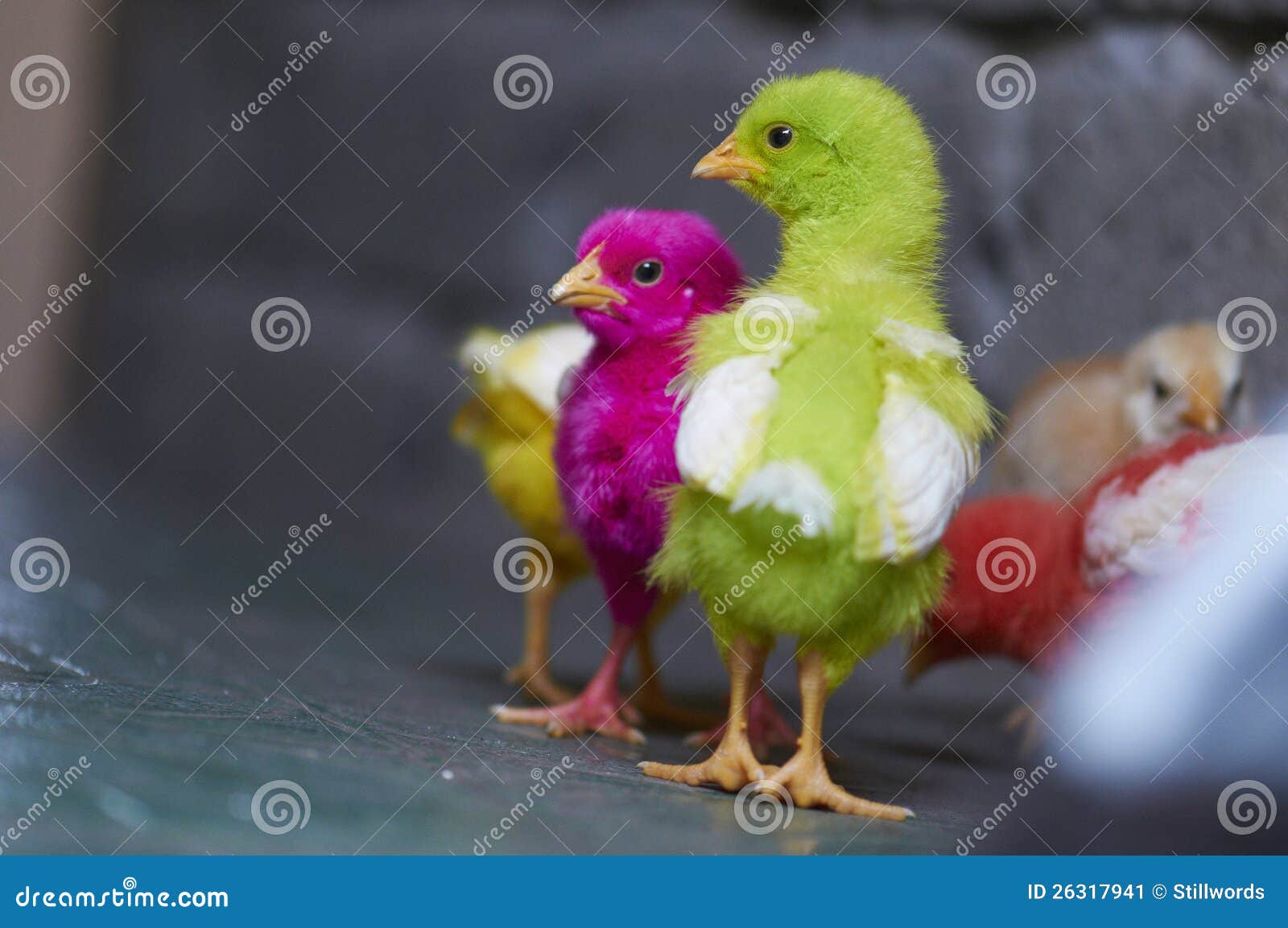 Colored chicks stock image. Image of color, yellow, paint - 26317941