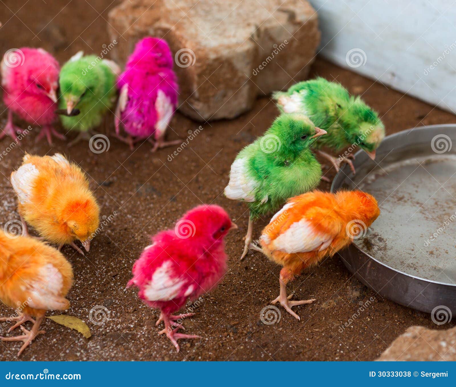 Colored chicks stock photo. Image of group, color, closeup - 30333038