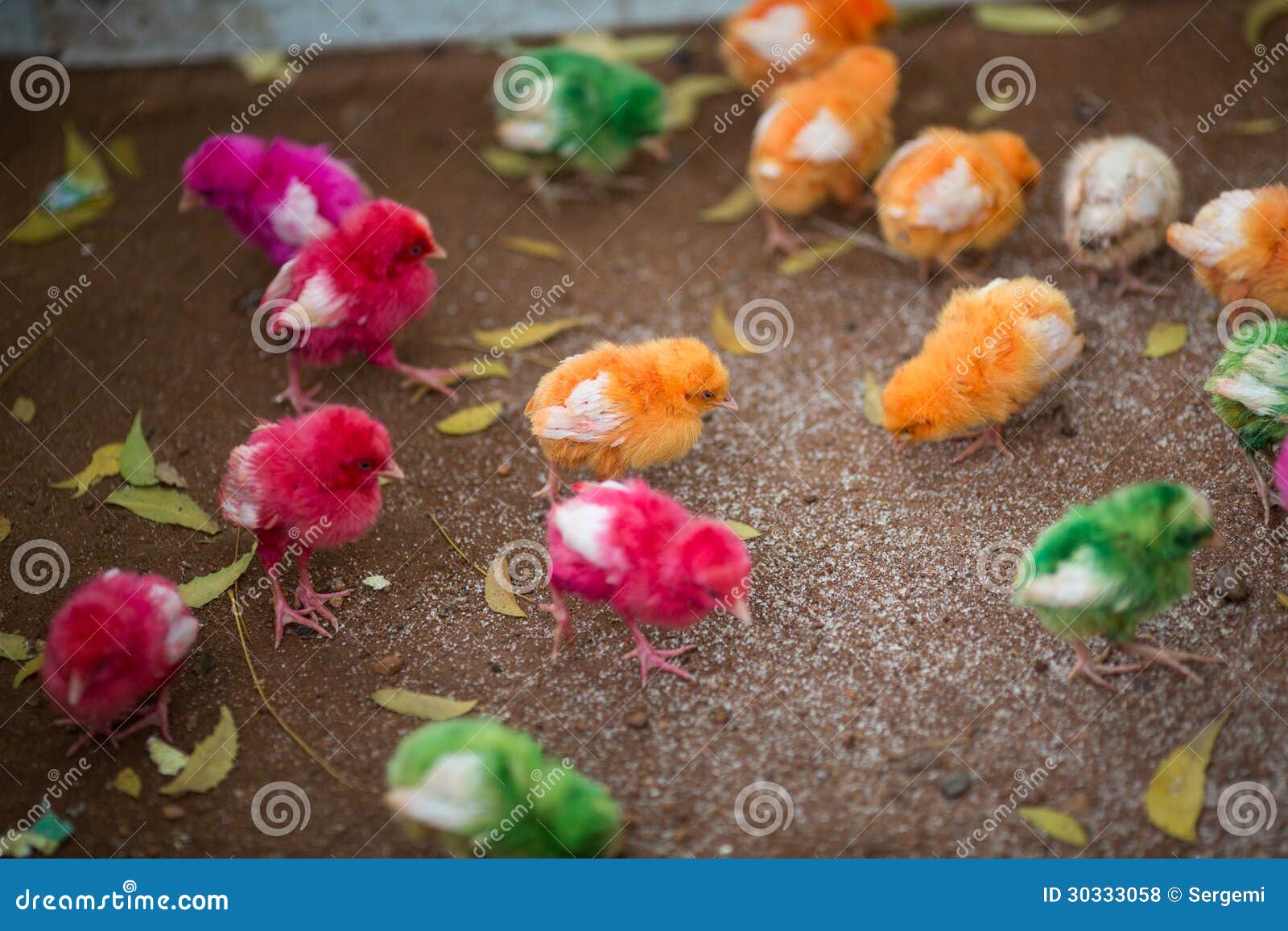 Colored chicks stock photo. Image of studio, moving, pets - 30333058