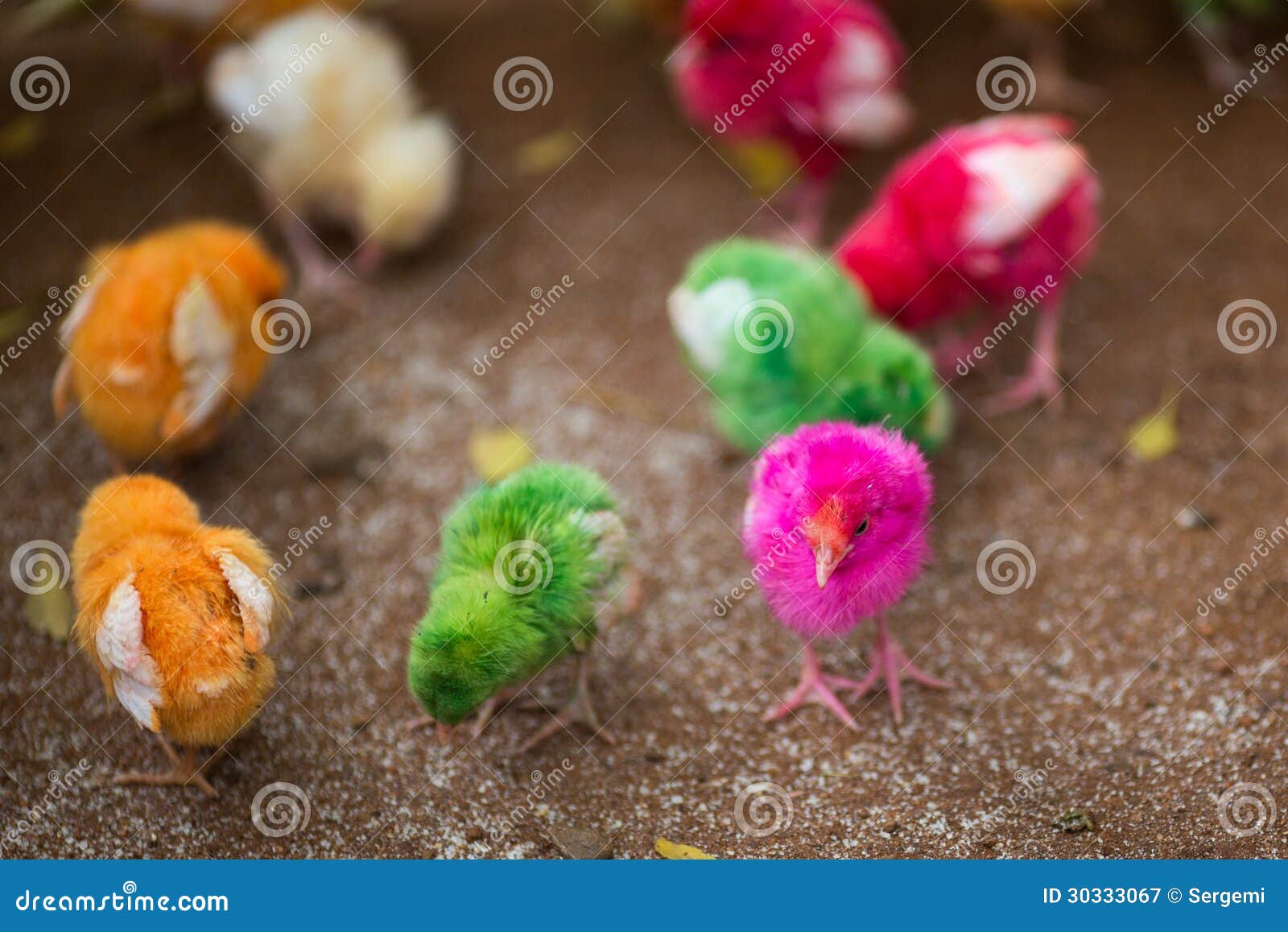 Colored chicks stock image. Image of moving, poultry - 30333067