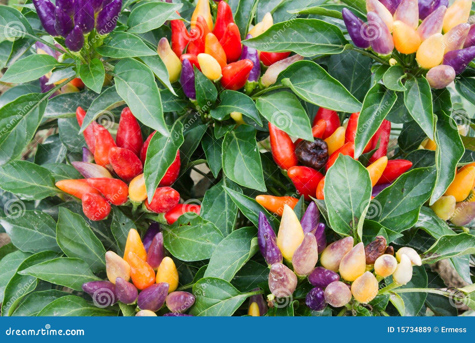 Colored chili pepper stock image. Image of colored, ornamental - 15734889