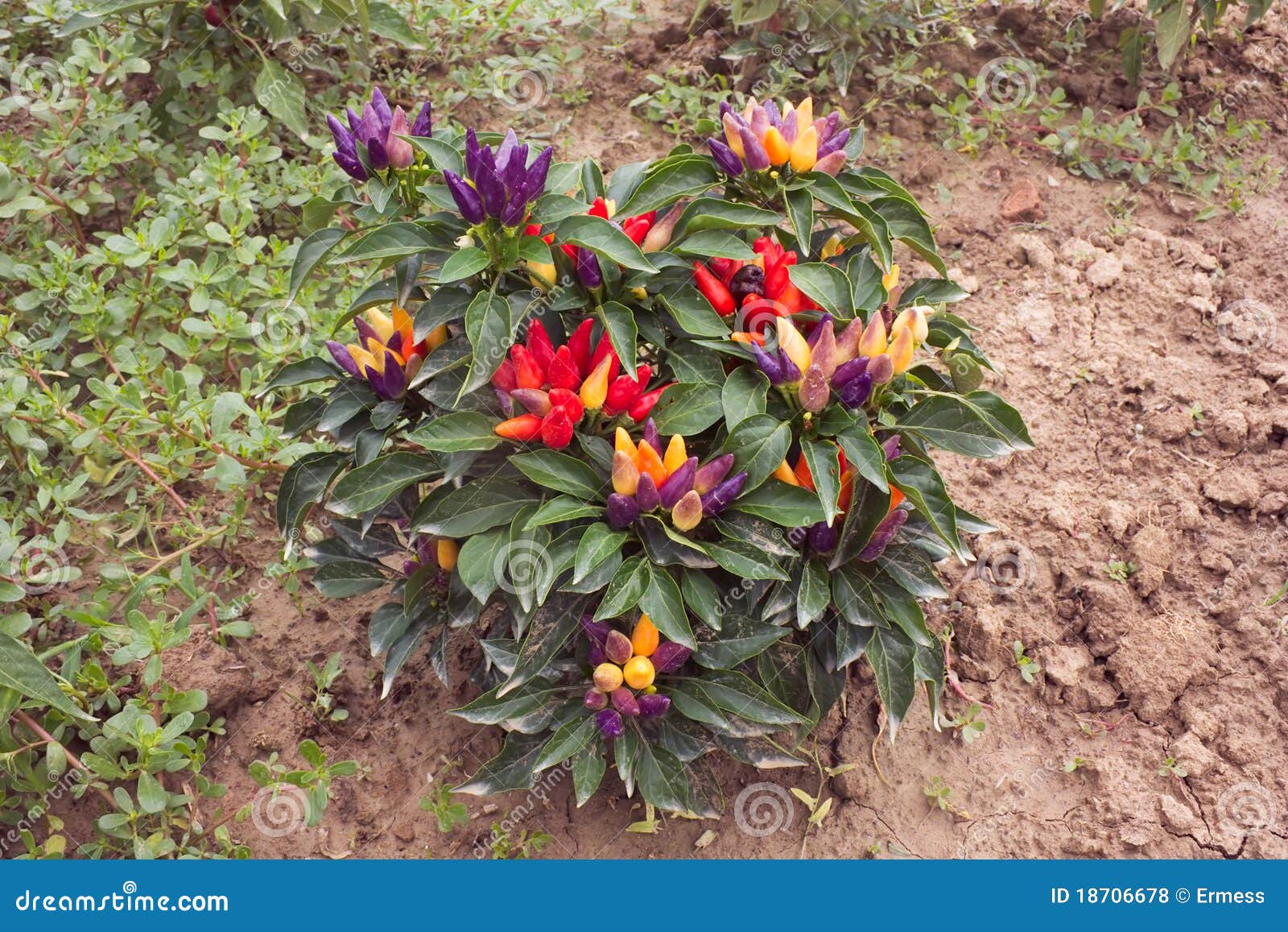 Colored chili pepper stock photo. Image of capsicum, agriculture - 18706678