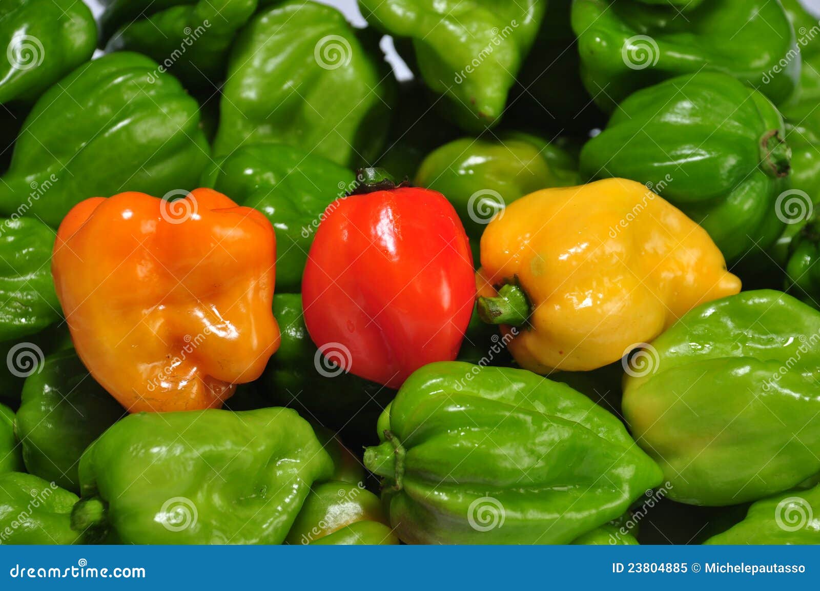 Colored chilli stock image. Image of burn, heat, agriculture - 23804885