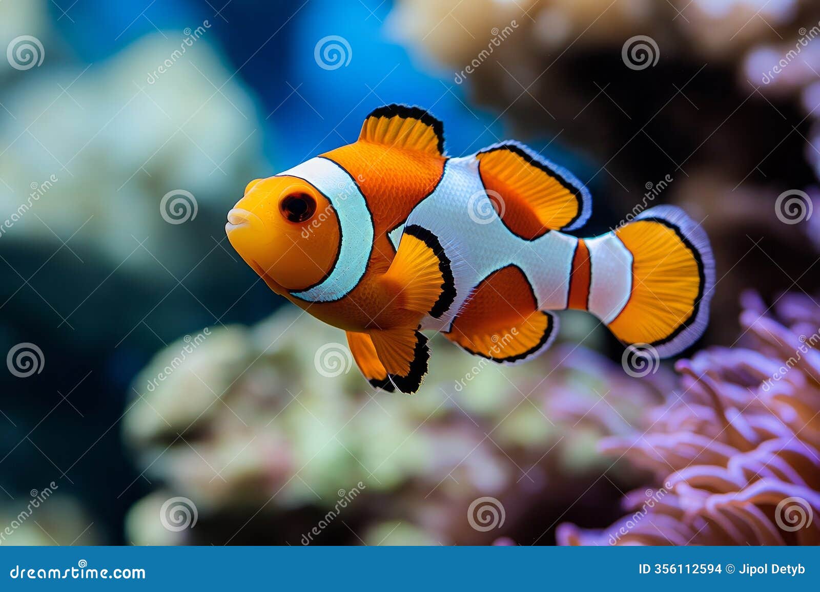 Colored Clownfish with Bright Orange and White Stripes. Stock Photo ...