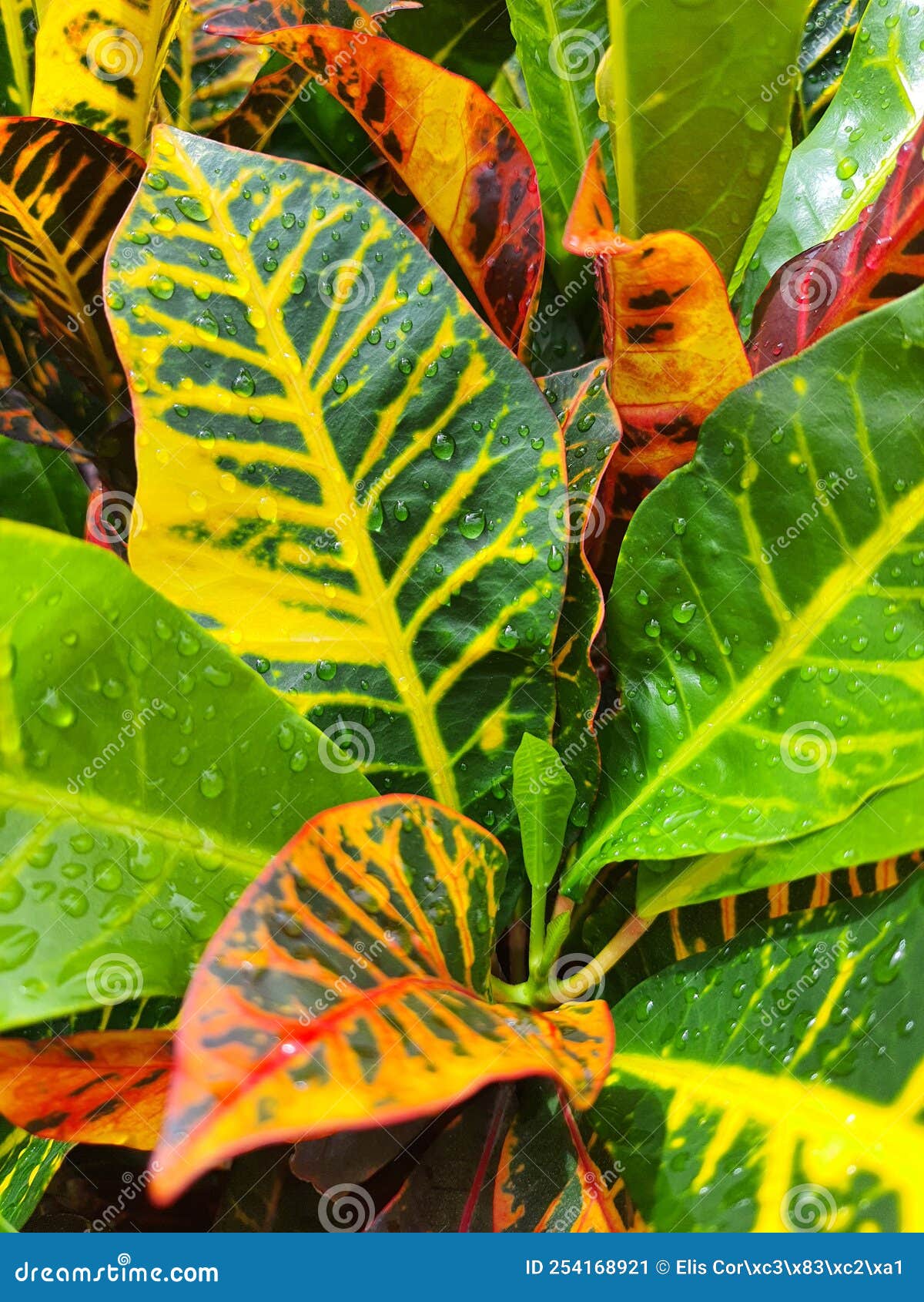 Colored Codiaeum Variegatum (L.) Leaf, Front View, Full Screen Stock ...