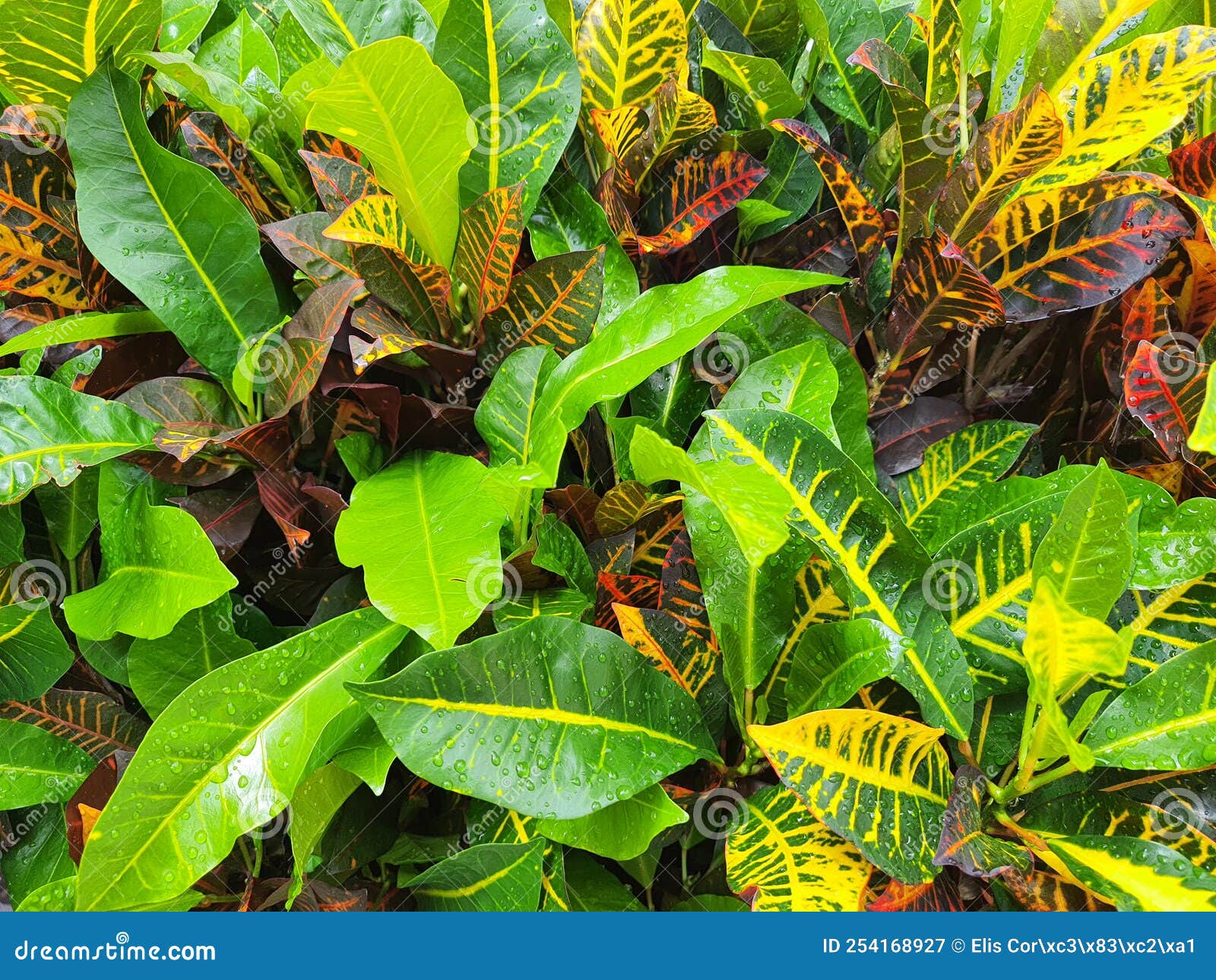 Colored Codiaeum Variegatum (L.) Leaf, Front View, Full Screen Stock ...