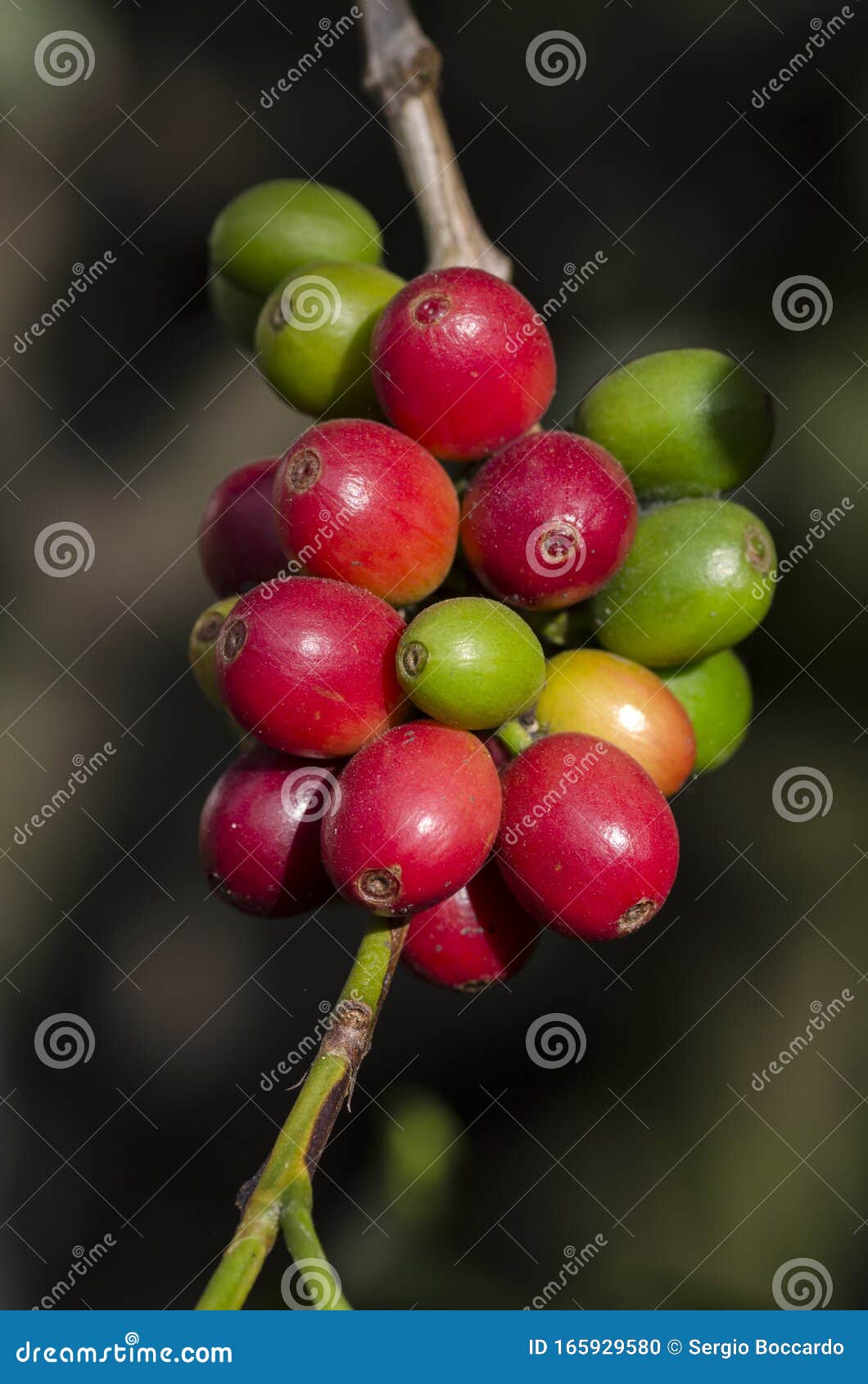 Colored Coffee Berries on the Coffee Tree Stock Photo - Image of aroma ...