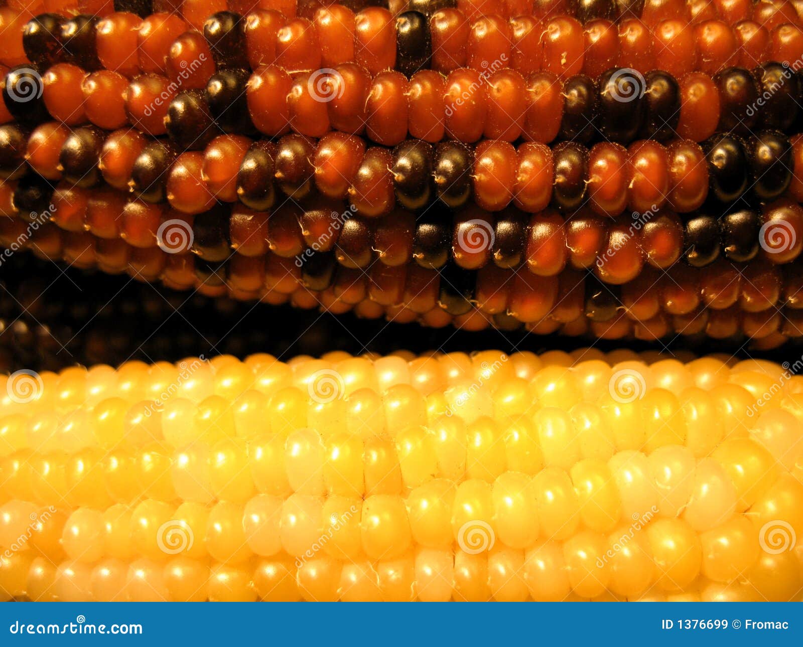 Colored Corn stock image. Image of husk, food, maize, vegetable - 1376699