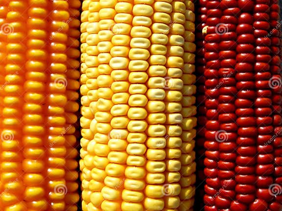 Colored corn stock image. Image of silk, fall, nature - 16220845