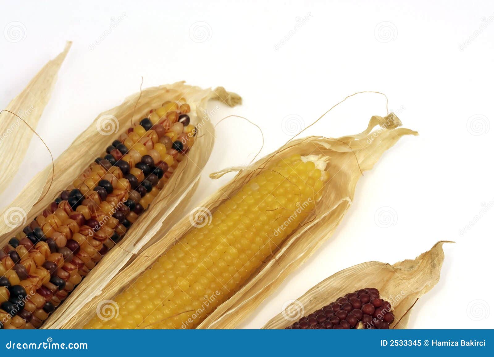 Colored corn cobs stock image. Image of dried, thanksgiving - 2533345