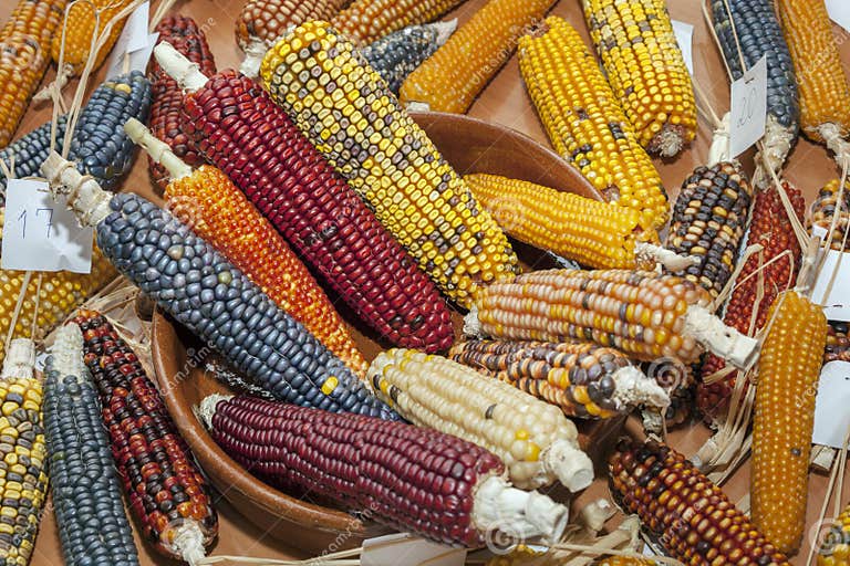 Colored corn cobs stock image. Image of health, fresh - 26826713