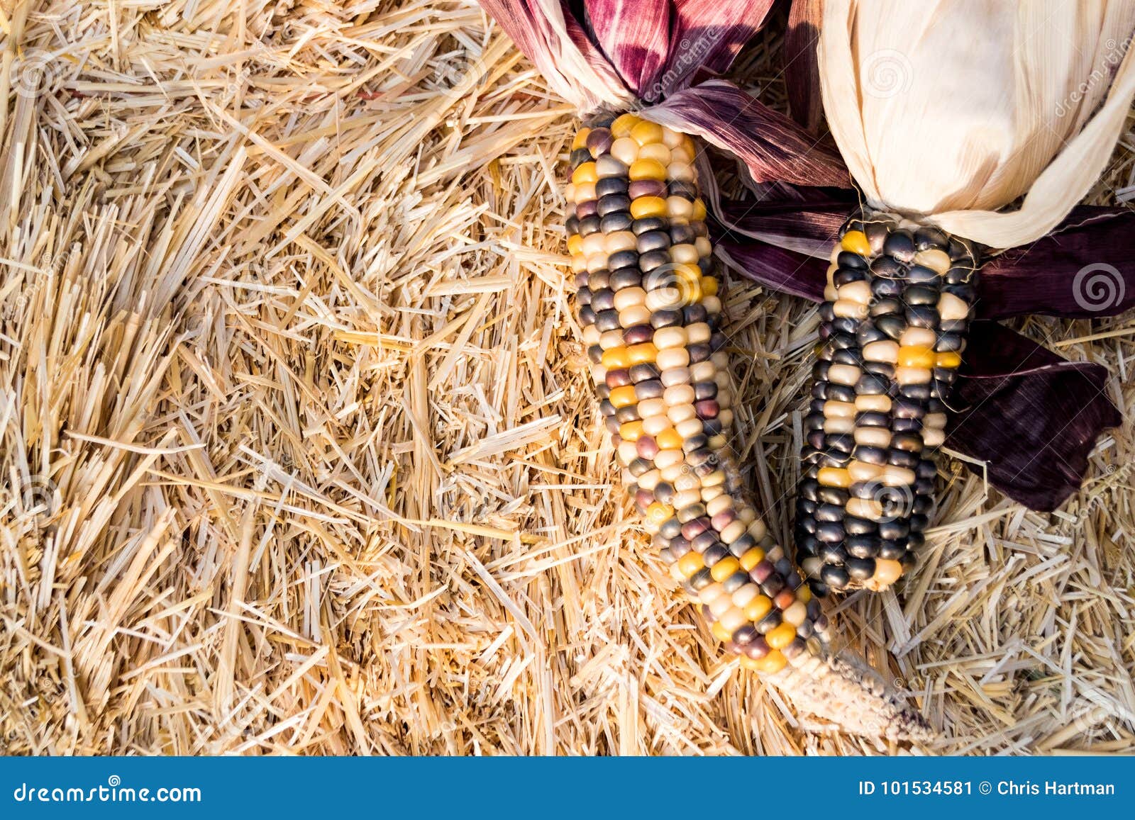 Rustic and Colorful Corn on a Hay Bale Stock Image - Image of corn ...