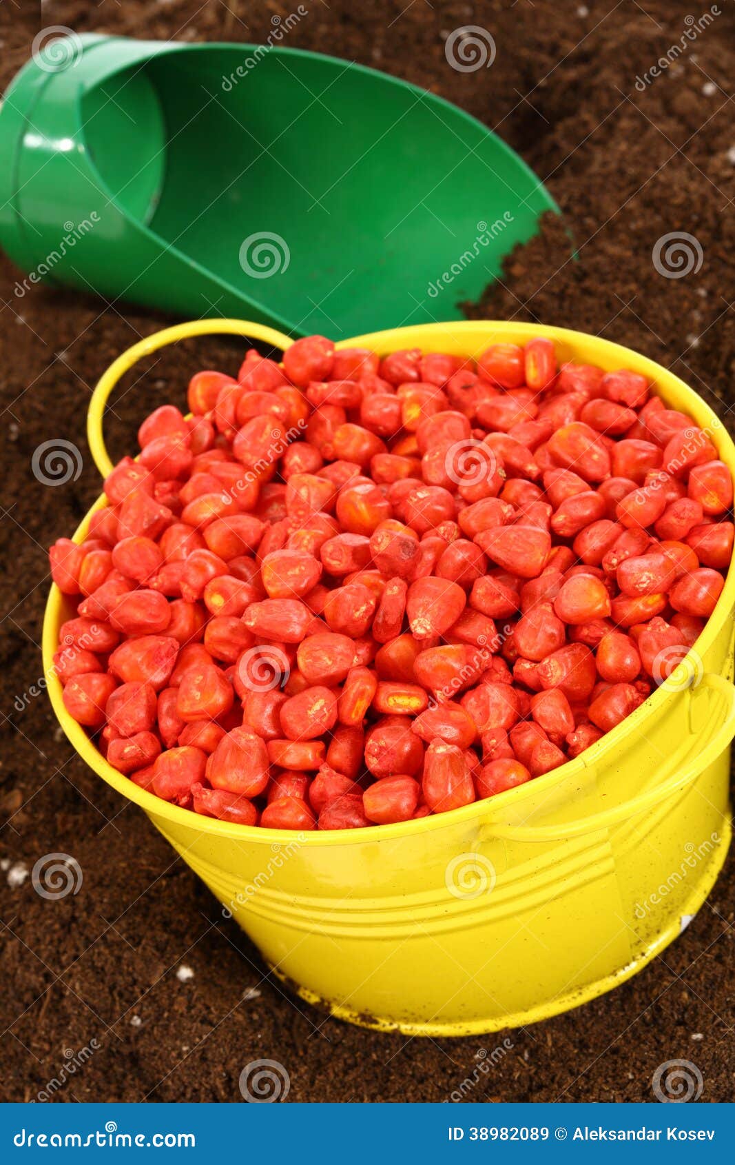 Colored corn seed stock image. Image of organic, corn - 38982089