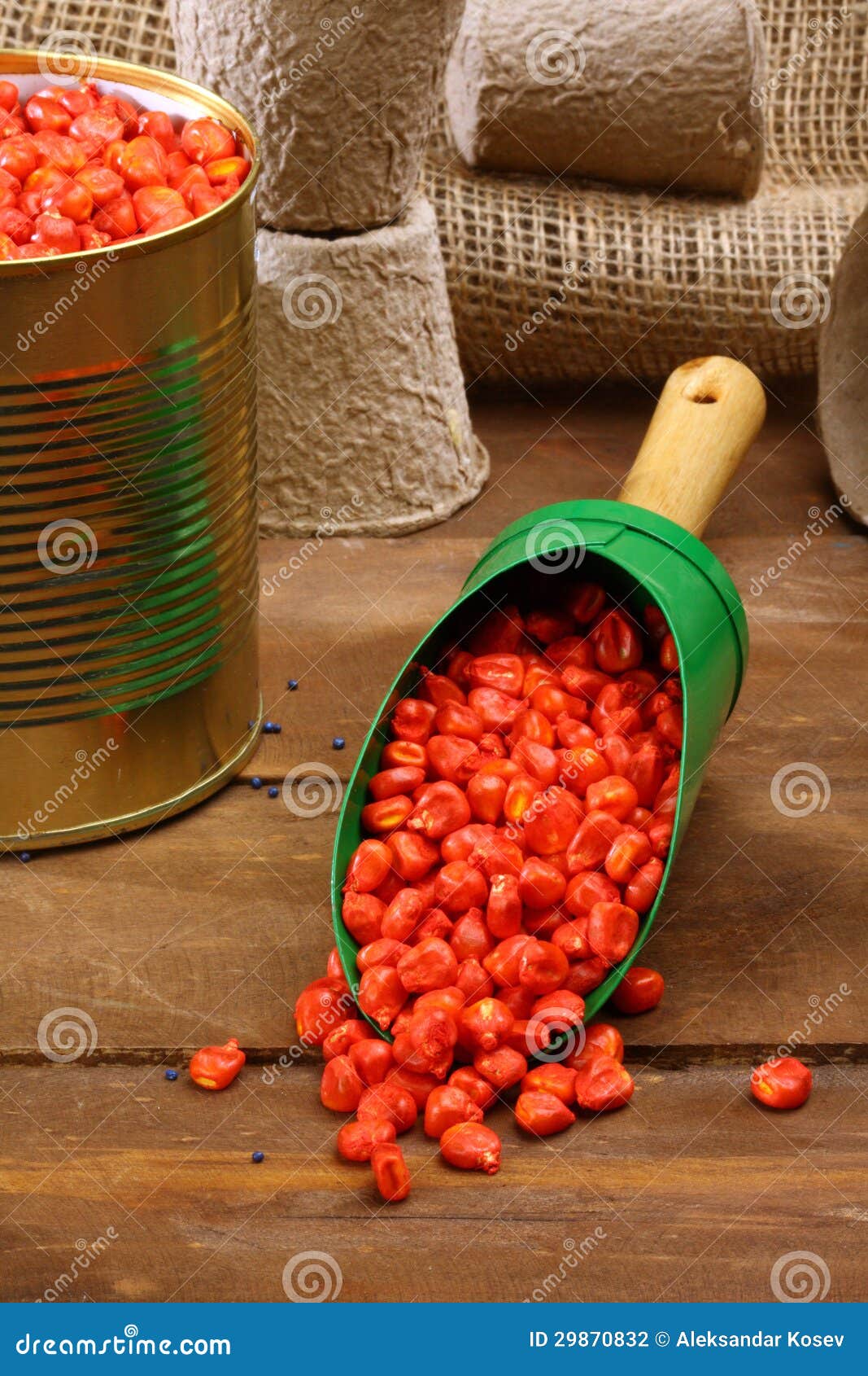 Corn sowing seed stock photo. Image of cultivation, grain - 29870832