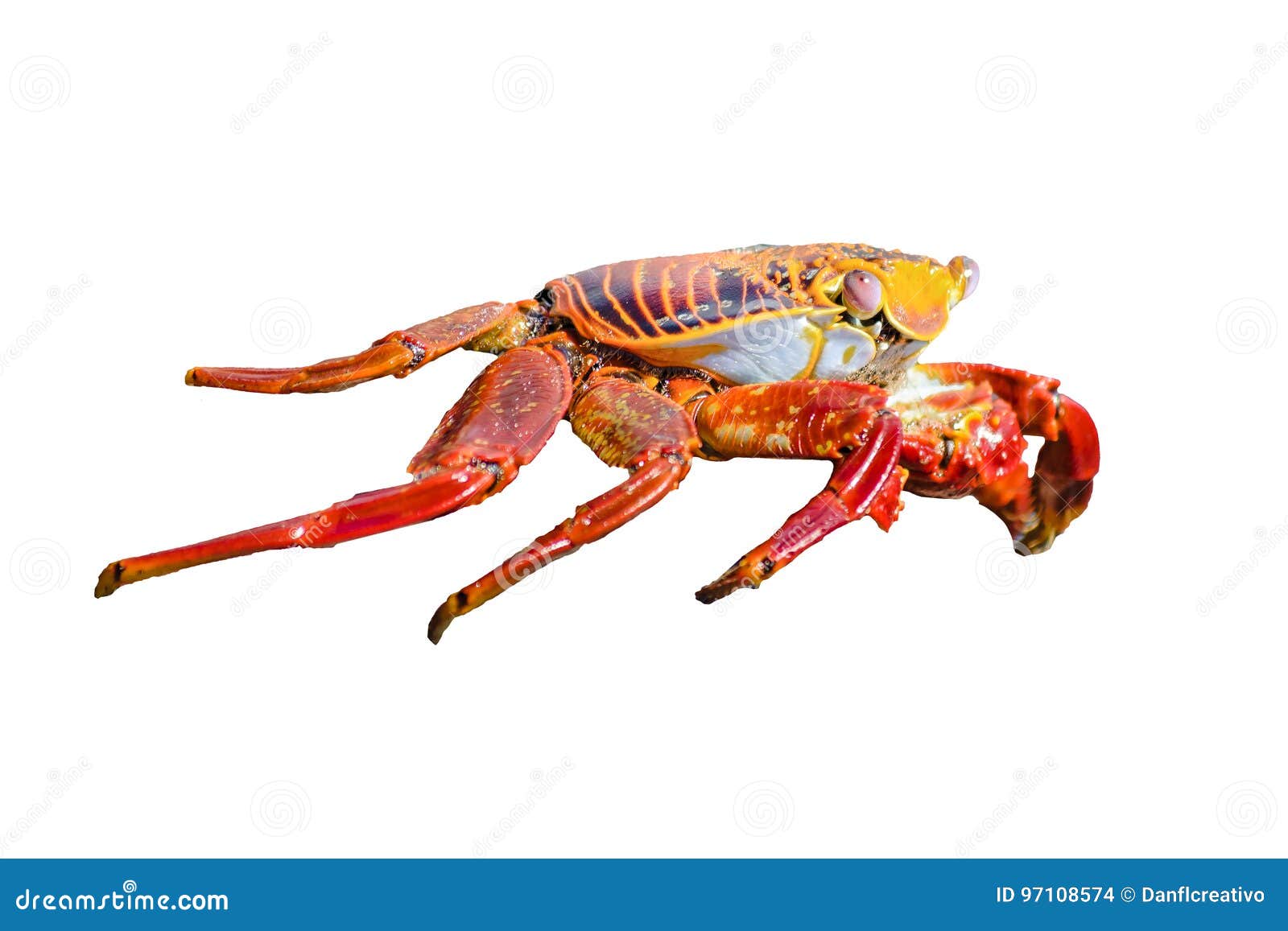Colored Crab Isolated stock photo. Image of closeup, lightfoot - 97108574