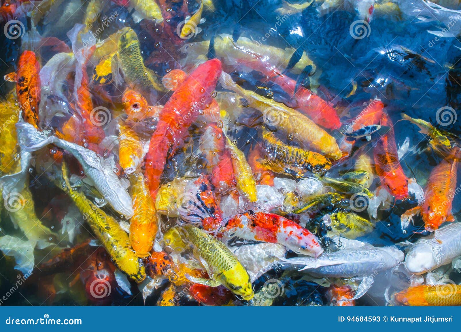 Colored Fish Top View Pond in the Park, Fancy Fish Sur Stock Image ...