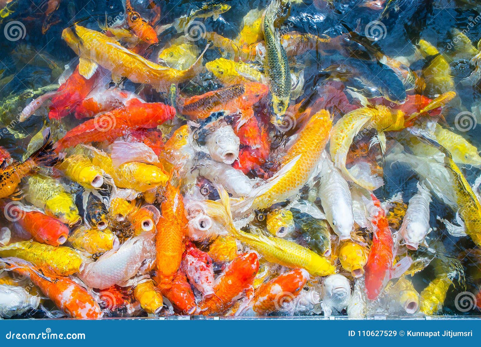 Colored Fish Top View Pond in the Park, Fancy Fish Sur Stock Image ...