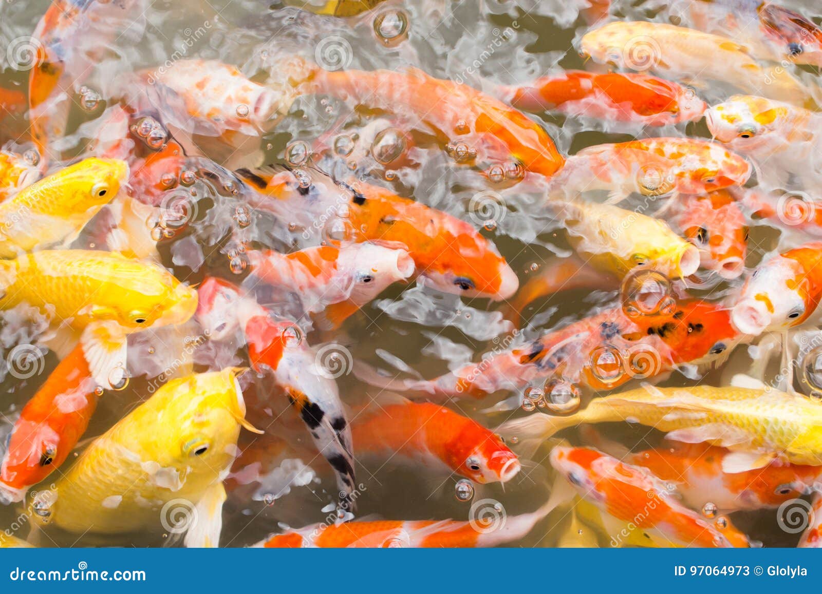 Colored Fish Top View Pond in the Park. Stock Image - Image of fish ...