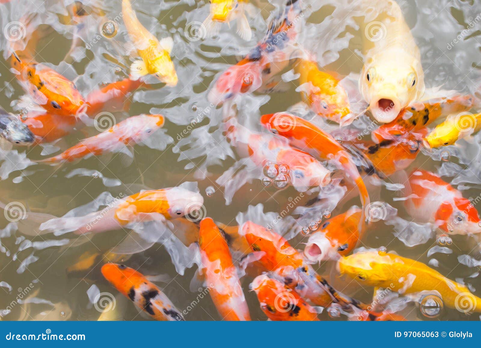 Colored Fish Top View Pond in the Park. Stock Image - Image of park ...