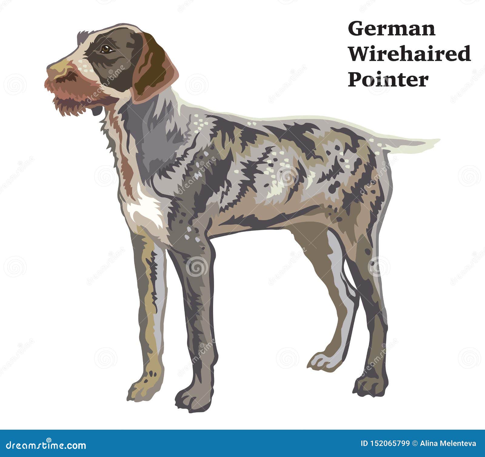 German Wirehaired Pointer Digital Art Illustration Isolated On White ...