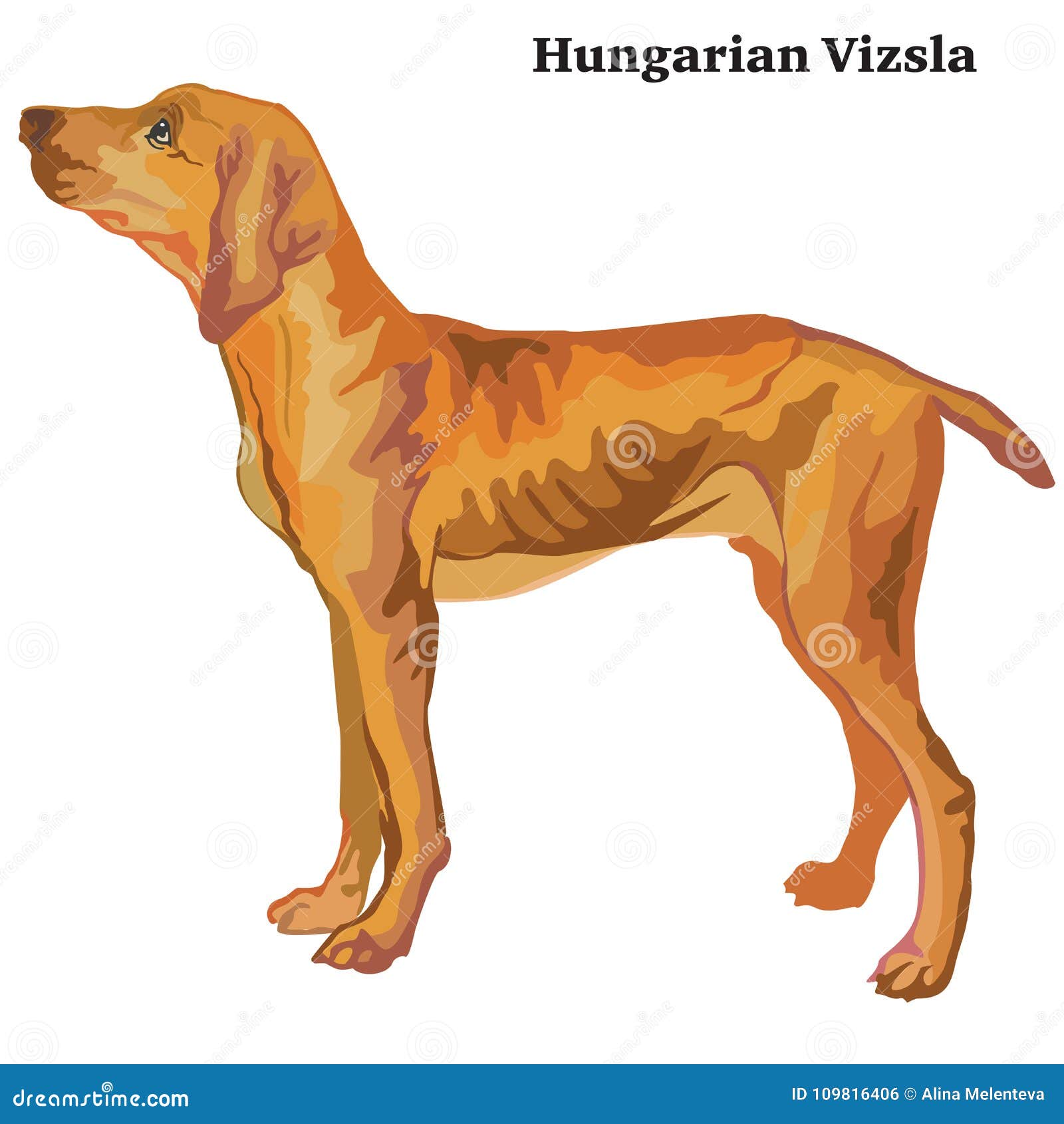 Hungarian Vizsla Illustration, Drawing, Engraving, Ink, Line Art ...