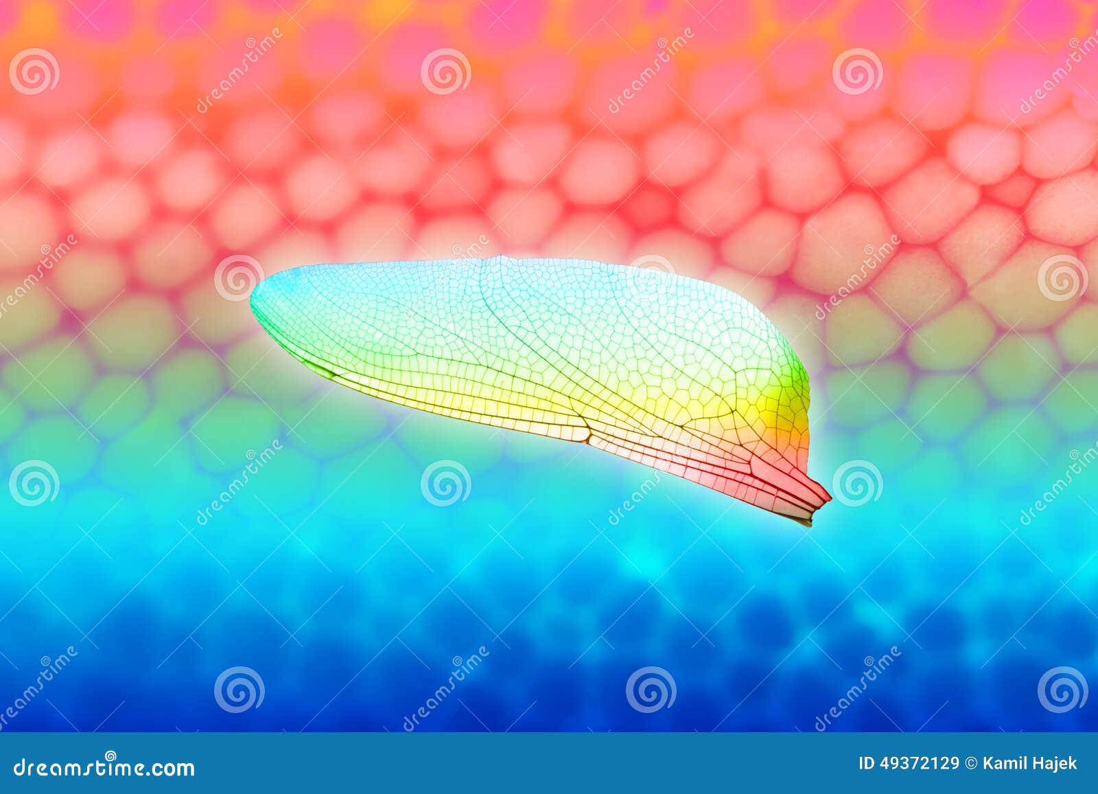 Dragonfly Wing Close Up Background With Zoomed Transparent Lattice ...