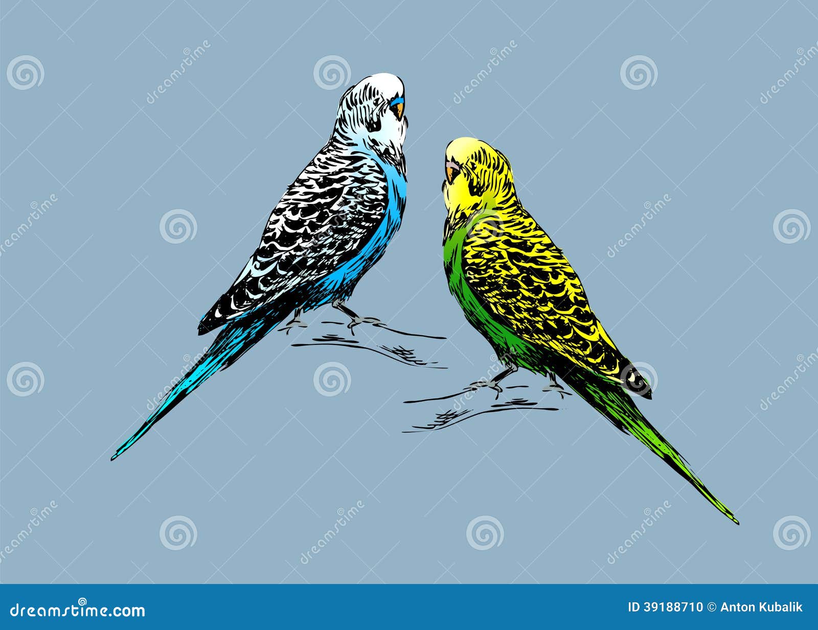 Colored Drawing of Two Budgies Stock Vector - Illustration of color ...