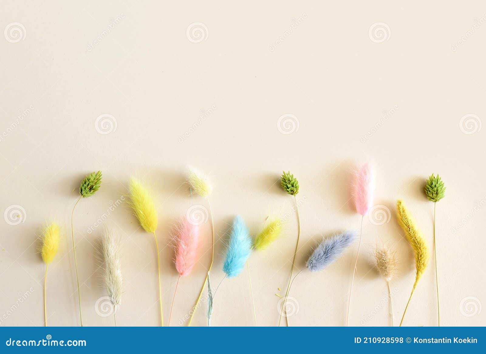 Colored Dry Lagurus Stems on a Yellow Beige Background. Flat Lay. Space ...