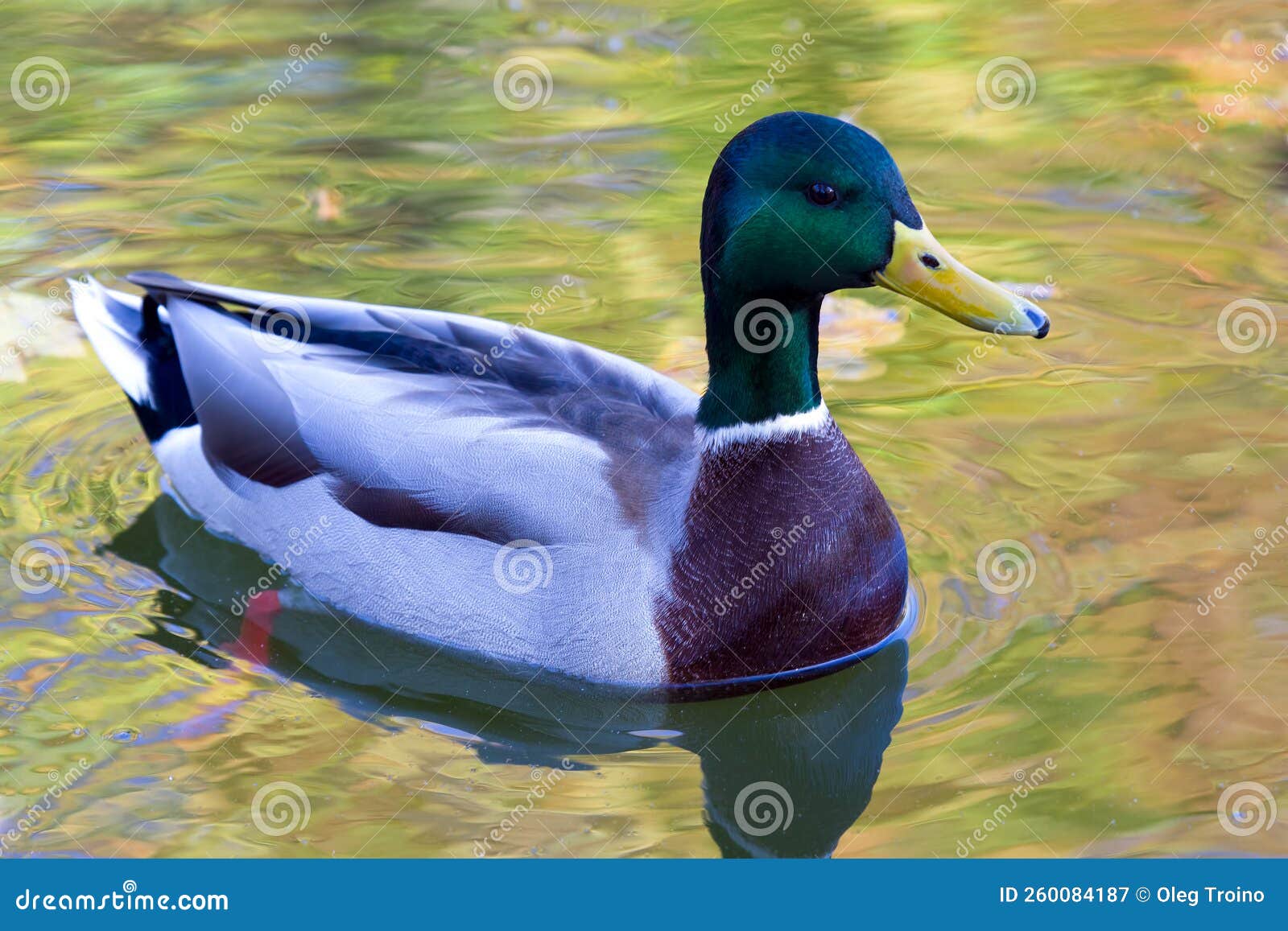 Colored Duck Poops in the Pond. Nature and Birds Stock Image - Image of ...