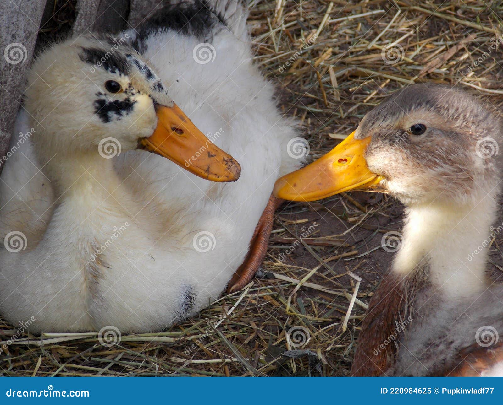 Colored ducklings stock image. Image of colored, ducks - 220984625