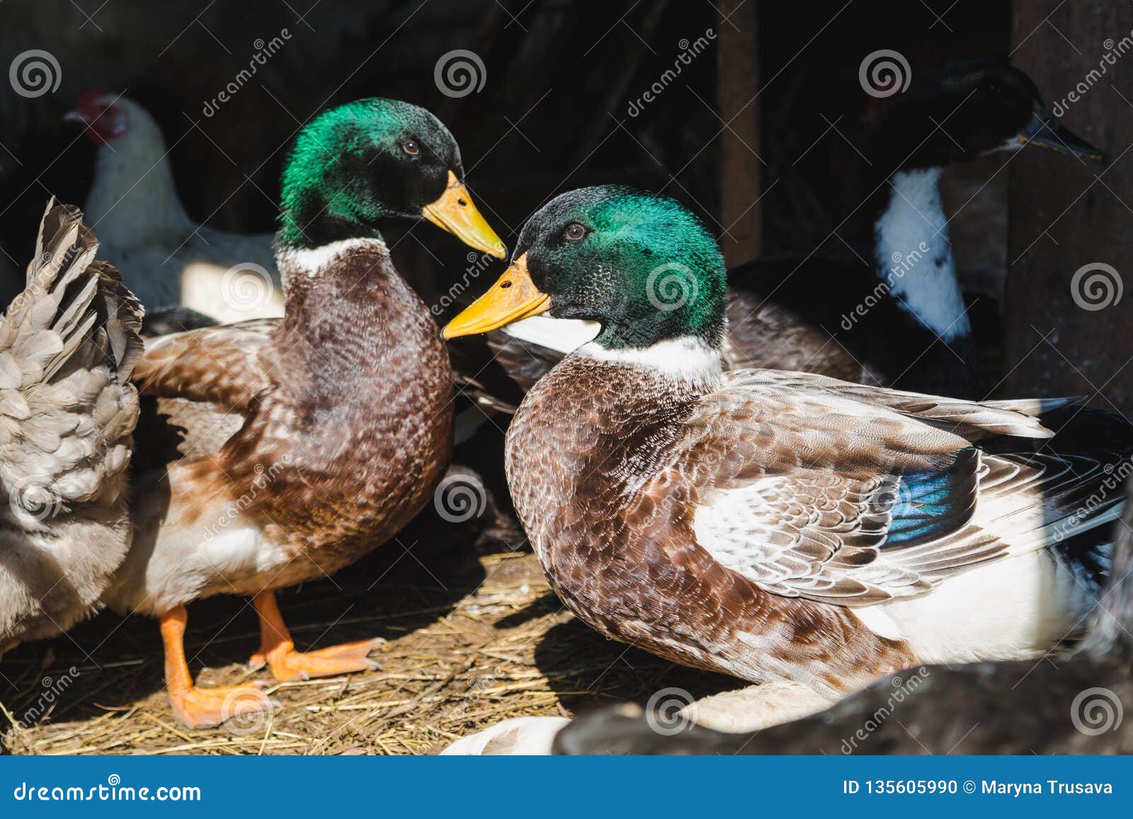 Colored Ducks and Drakes in a Barn Stock Photo - Image of feathers ...