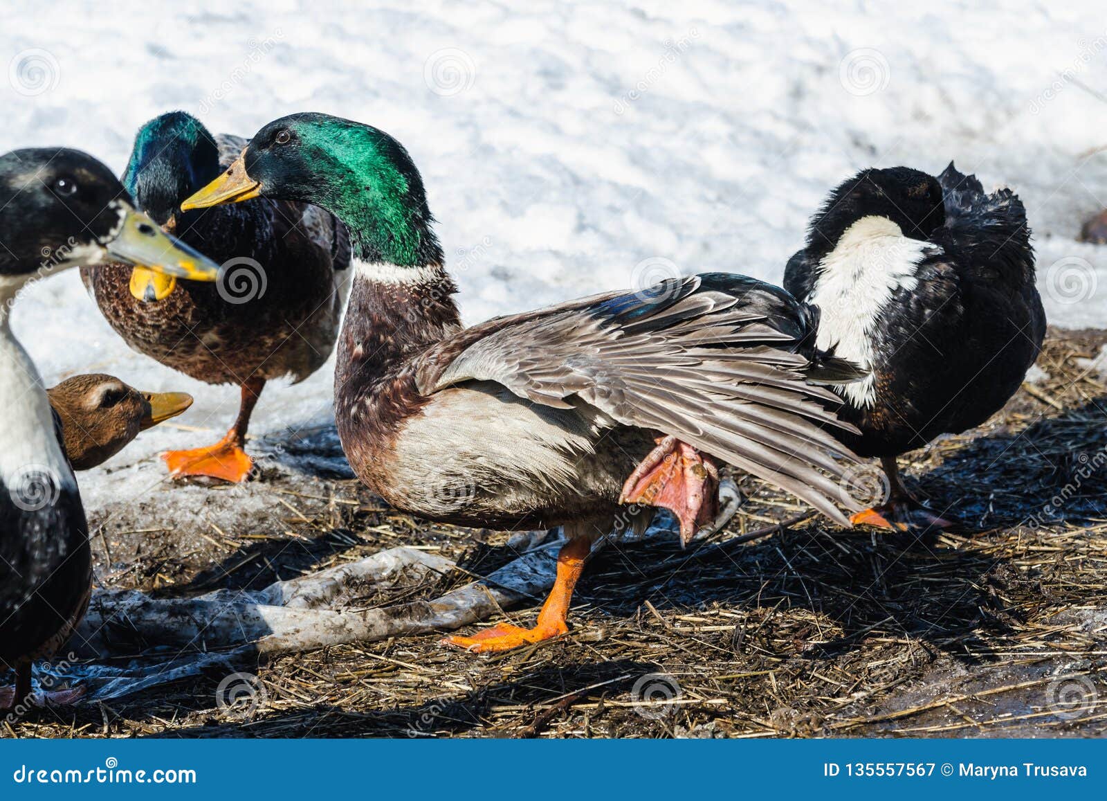 Colored Ducks at the Farmstead in Early Spring Stock Image - Image of ...