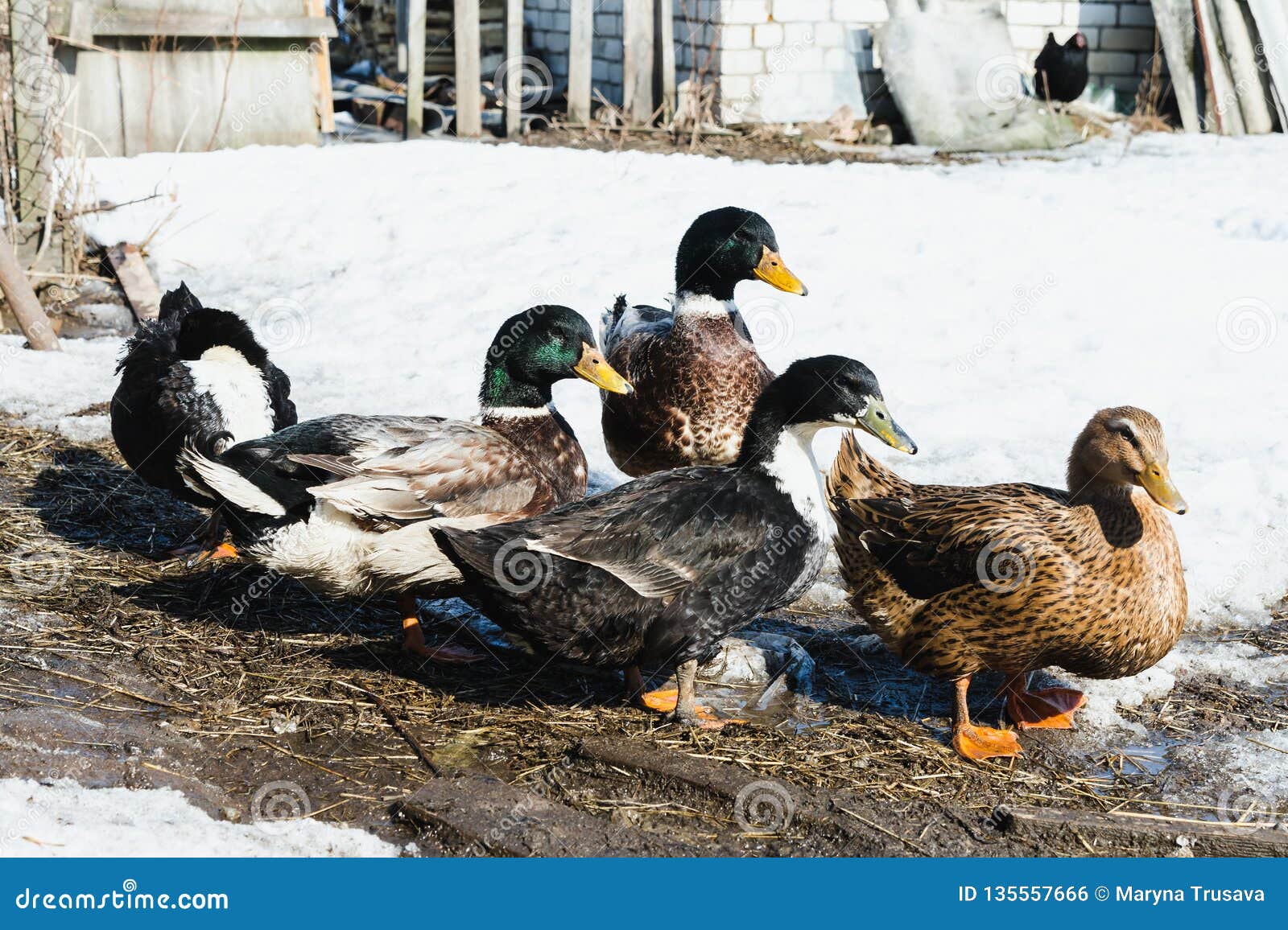 Colored Ducks at the Farmstead in Early Spring Stock Photo - Image of ...