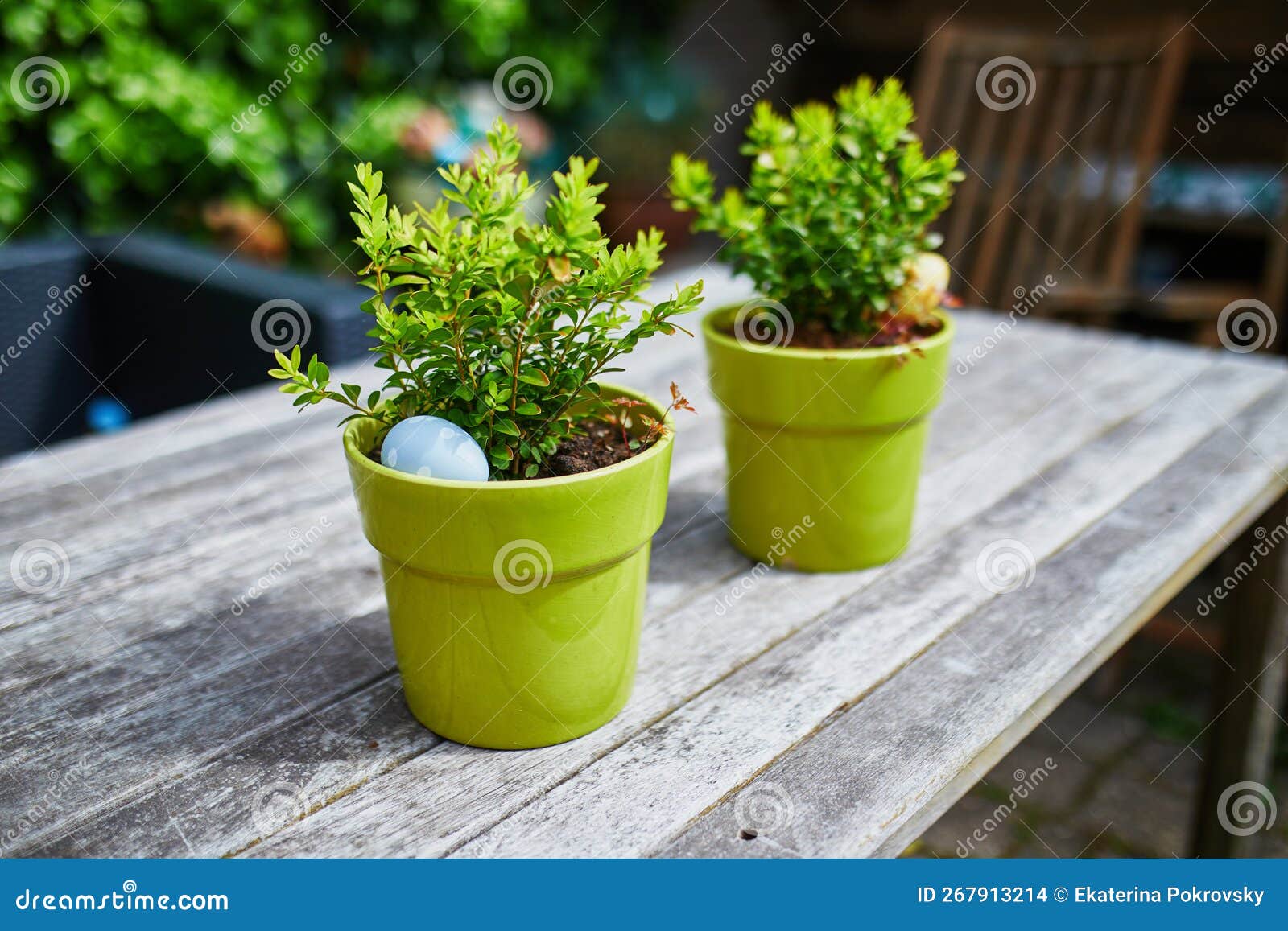 Colored Easter Eggs Hidden in Flower Pots for the Easter Tradition of ...
