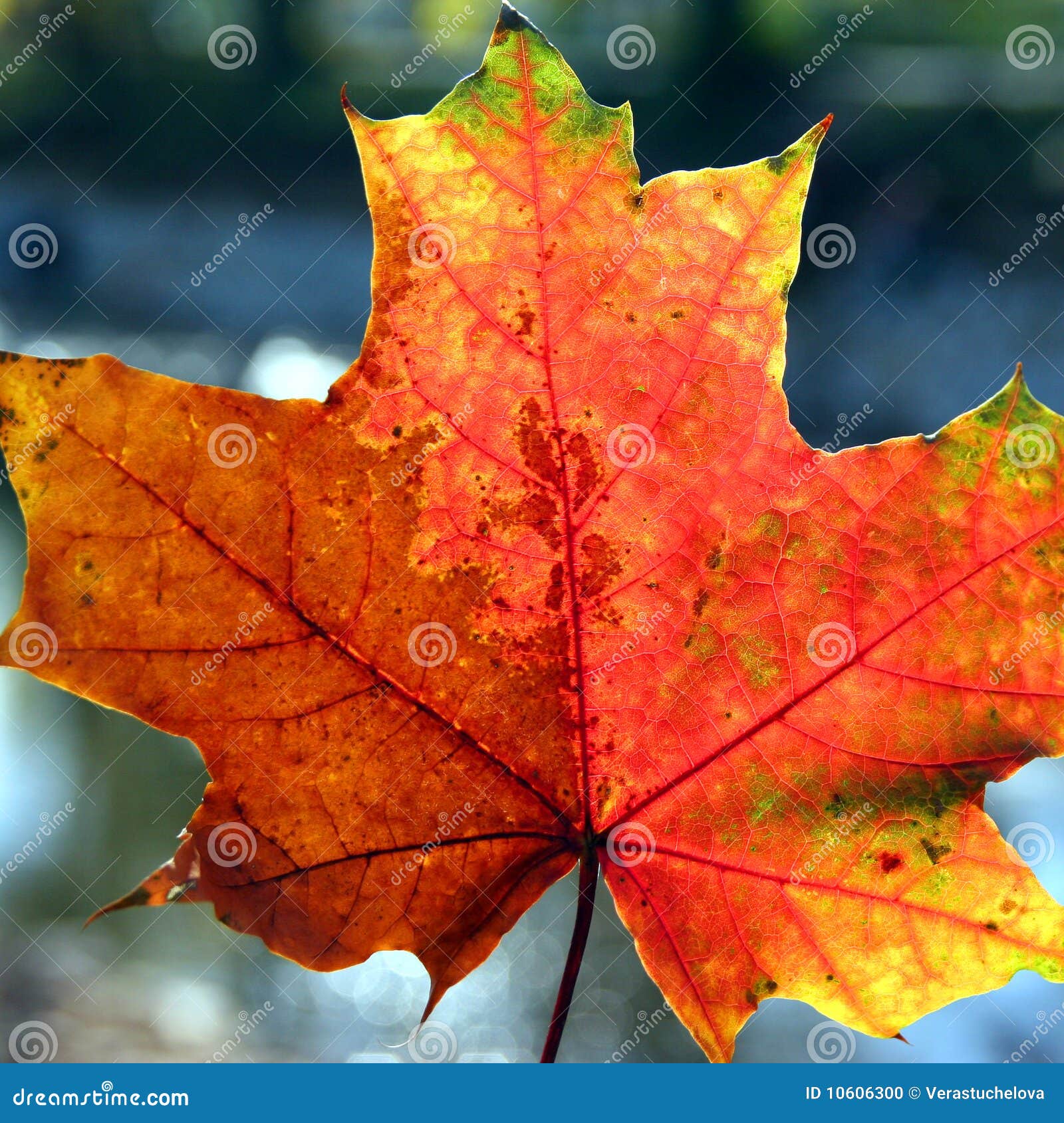Colored fall leave stock photo. Image of fall, golden - 10606300