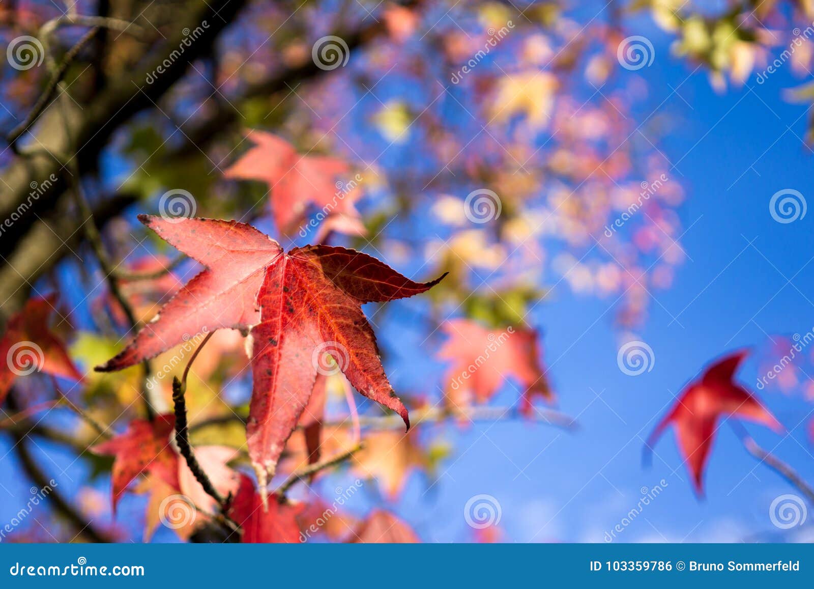 Colored Fall Leaves on Blue Sky Stock Photo - Image of season, leaves ...